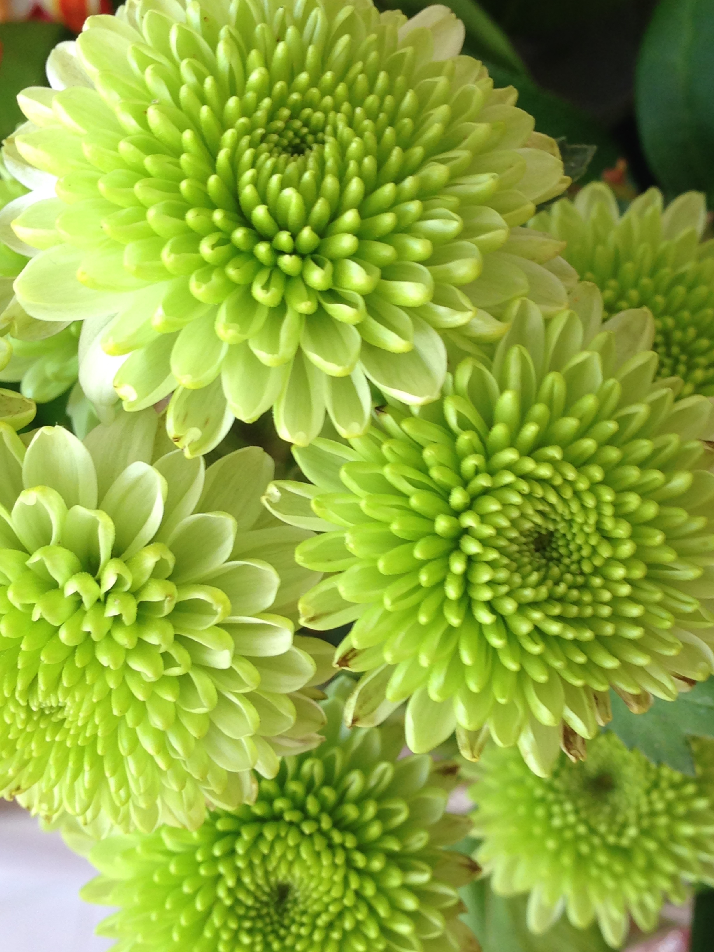 New Flower (March 19, 2017) – Green Mums | Mama Cormier