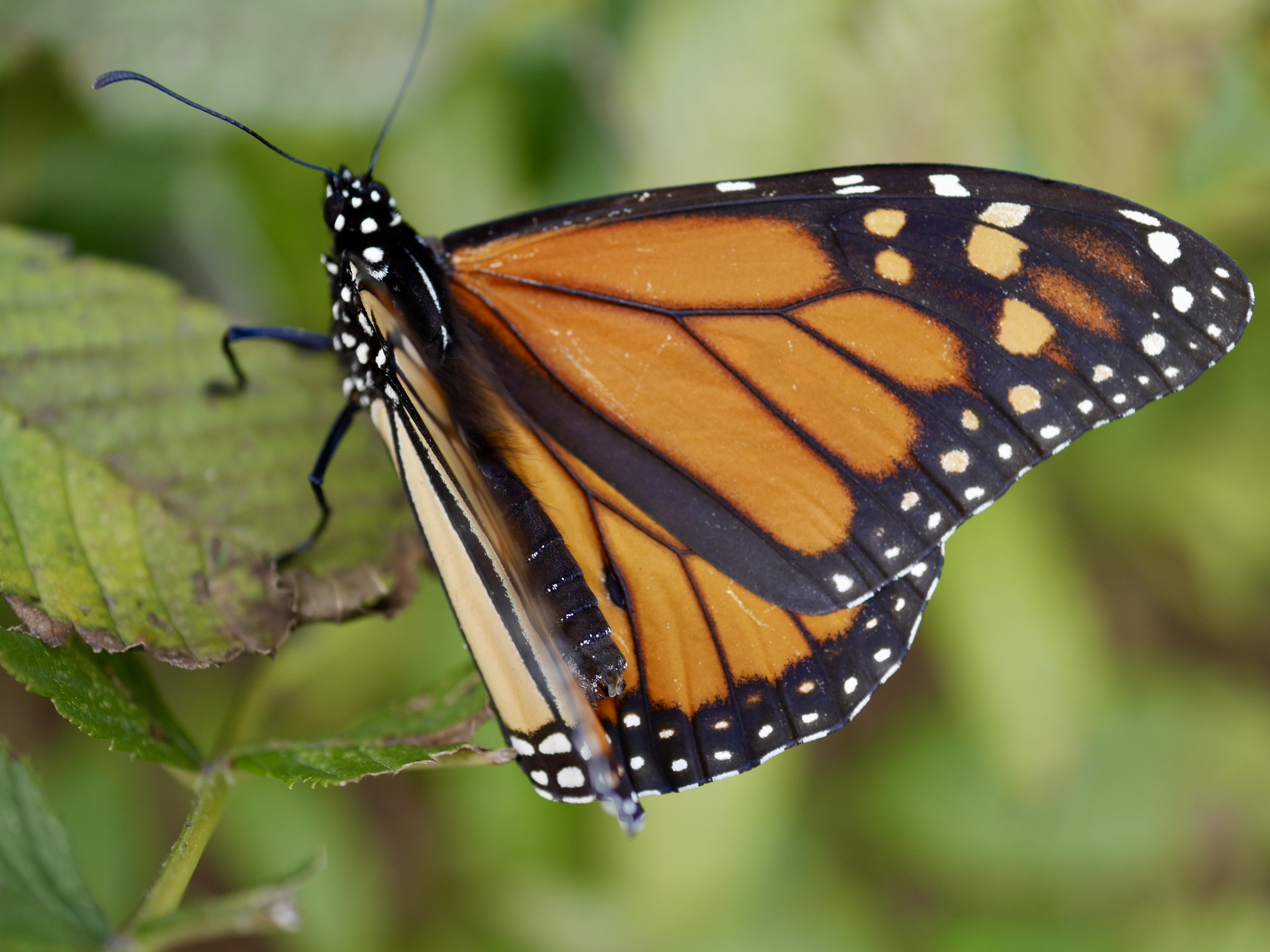 One Lonely Monarch | Mama Cormier