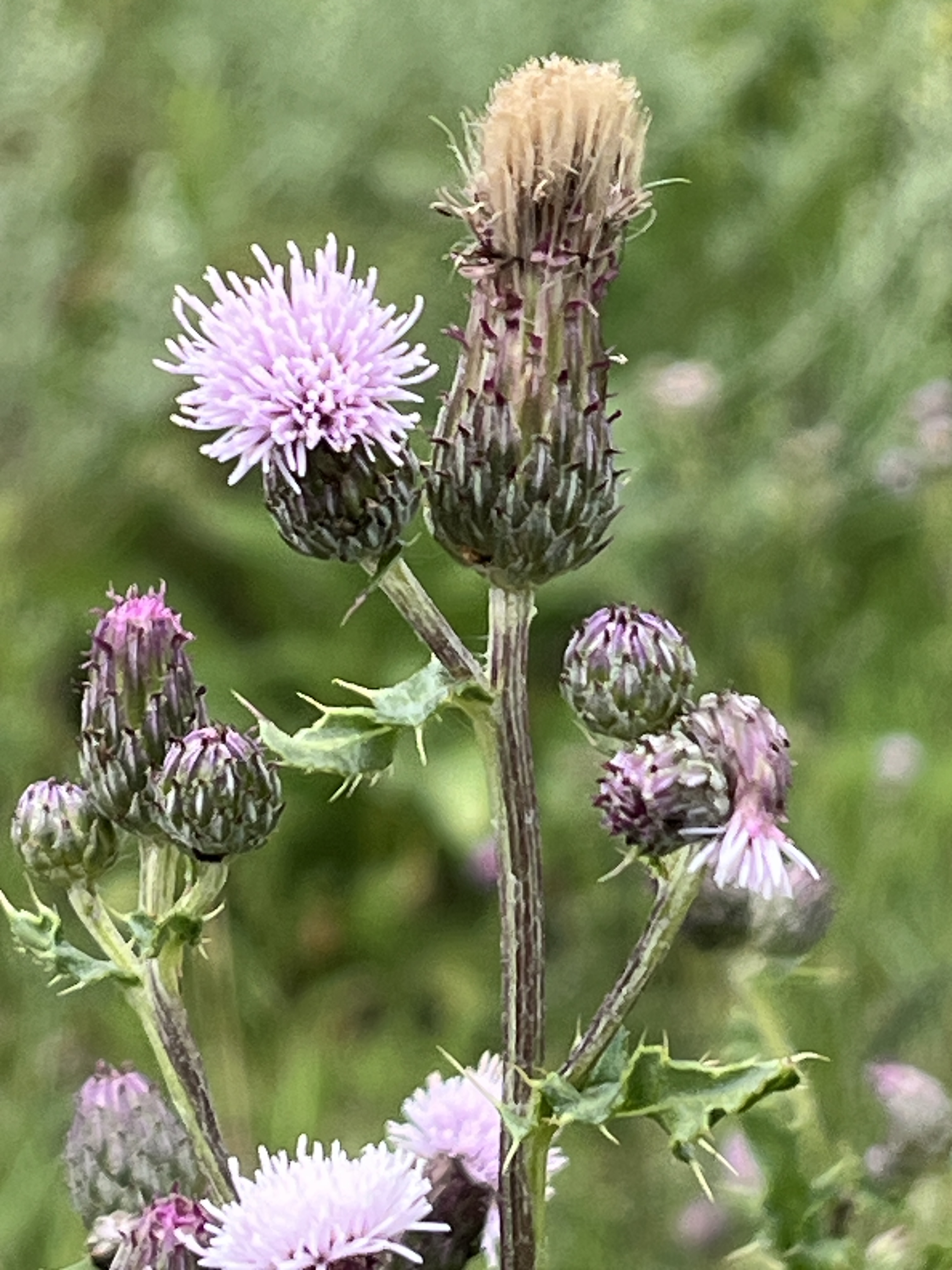 New Flower (August 3, 2023) – Wild Thistles | Mama Cormier