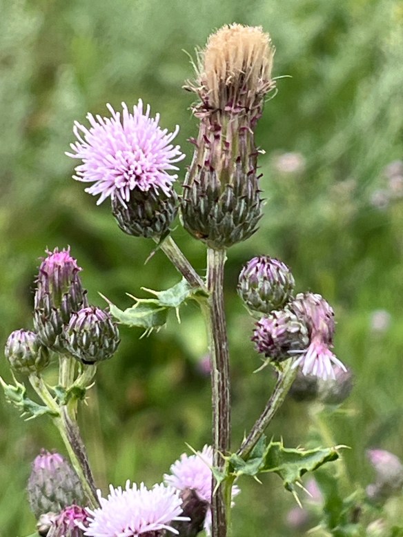 New Flower (August 3, 2023) – Wild Thistles | Mama Cormier