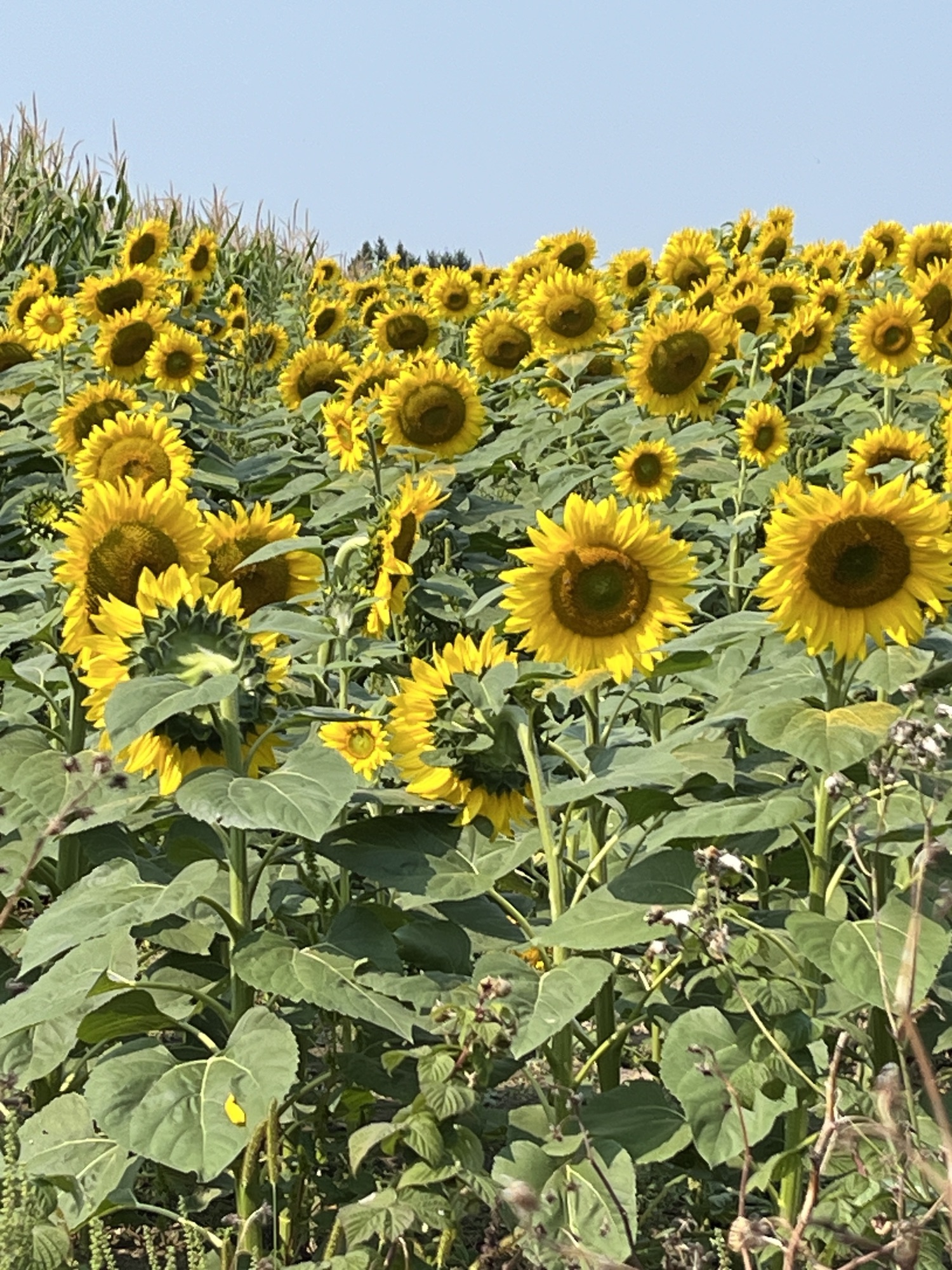 New Flower (September 22, 2024) – Field of Sunflowers | Mama Cormier