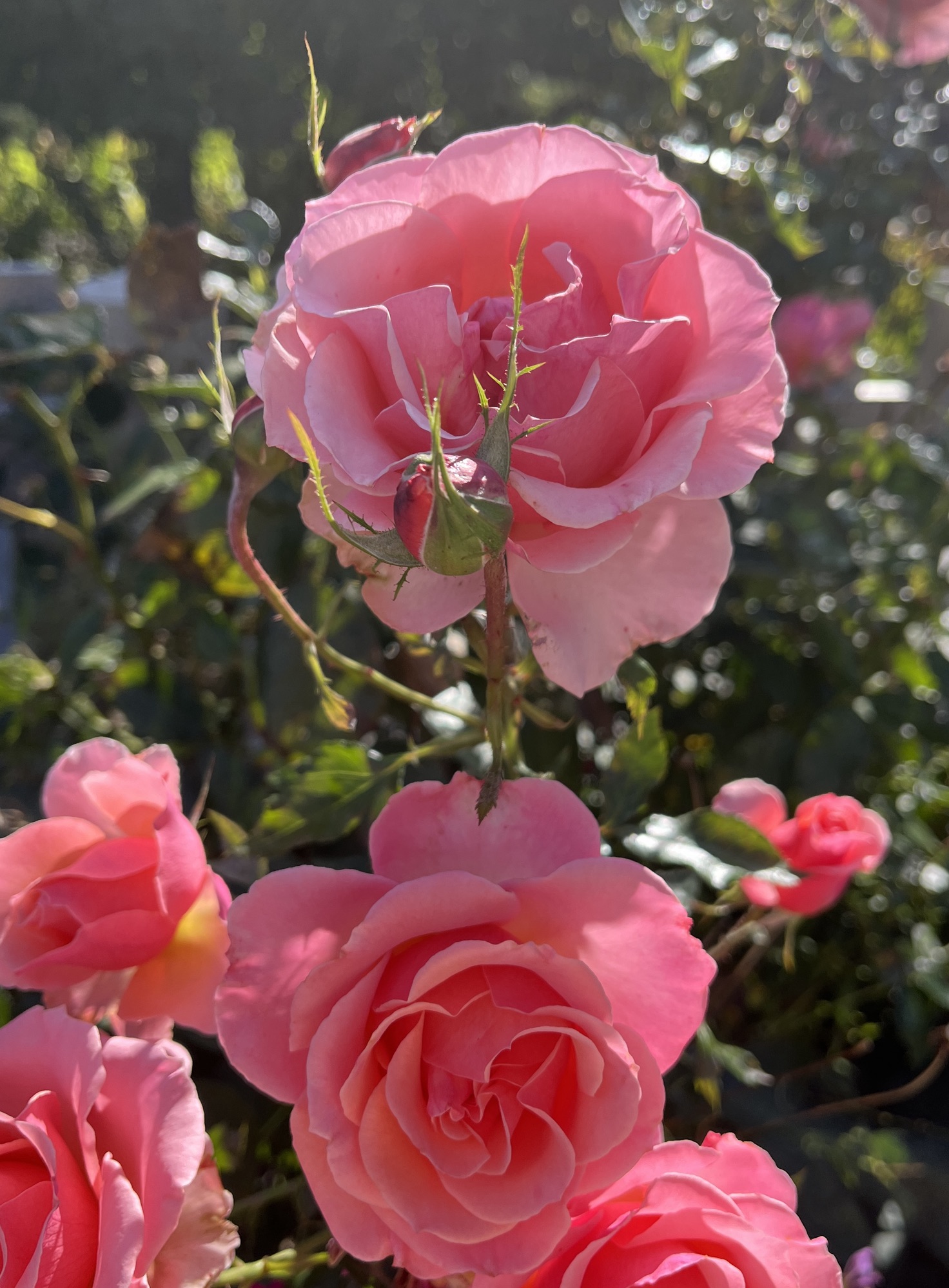 New Flower (October 15, 2024) – Cluster of Pink Roses | Mama Cormier