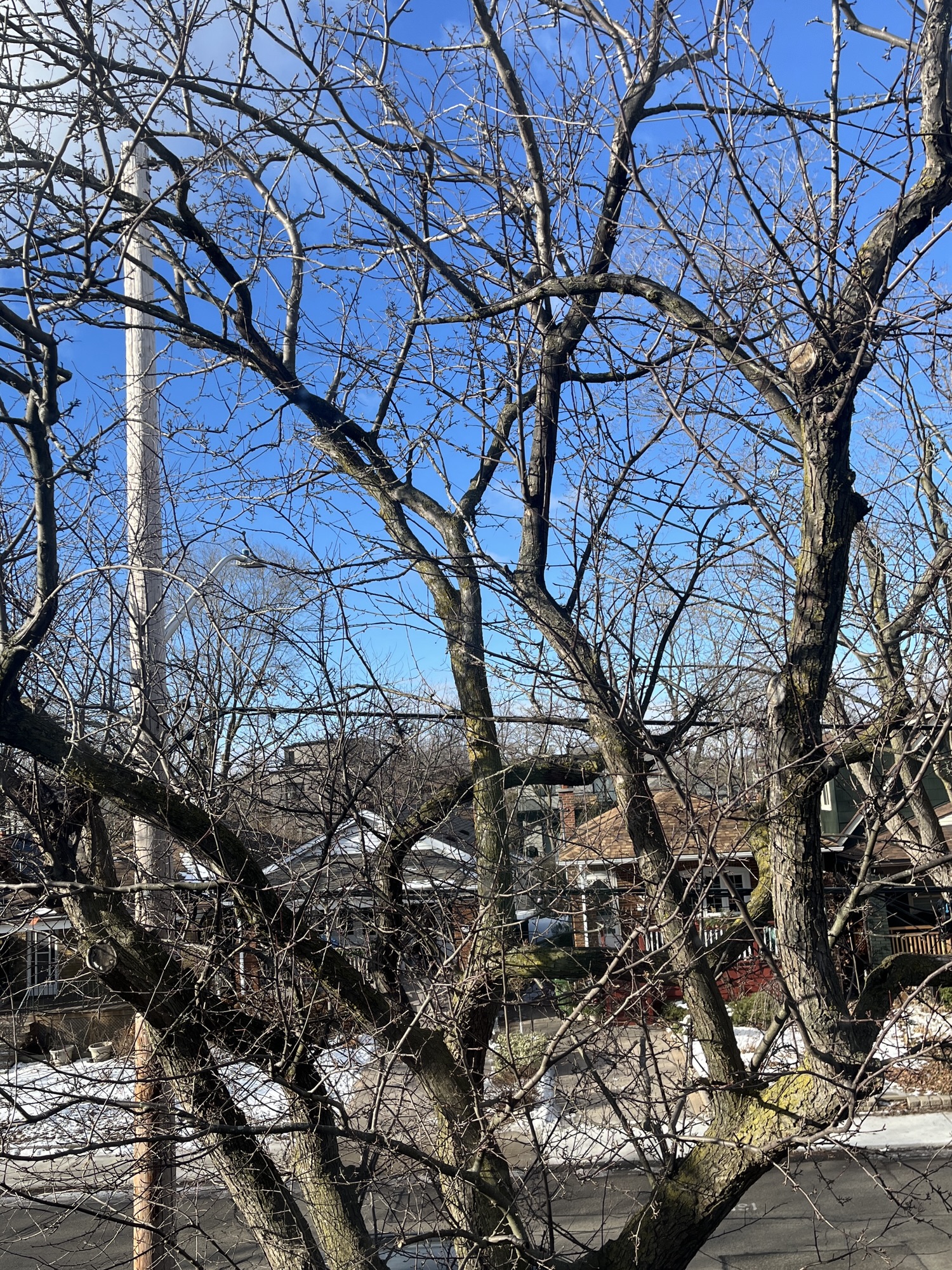 Sunday Trees – Outside My Bedroom Window | Mama Cormier