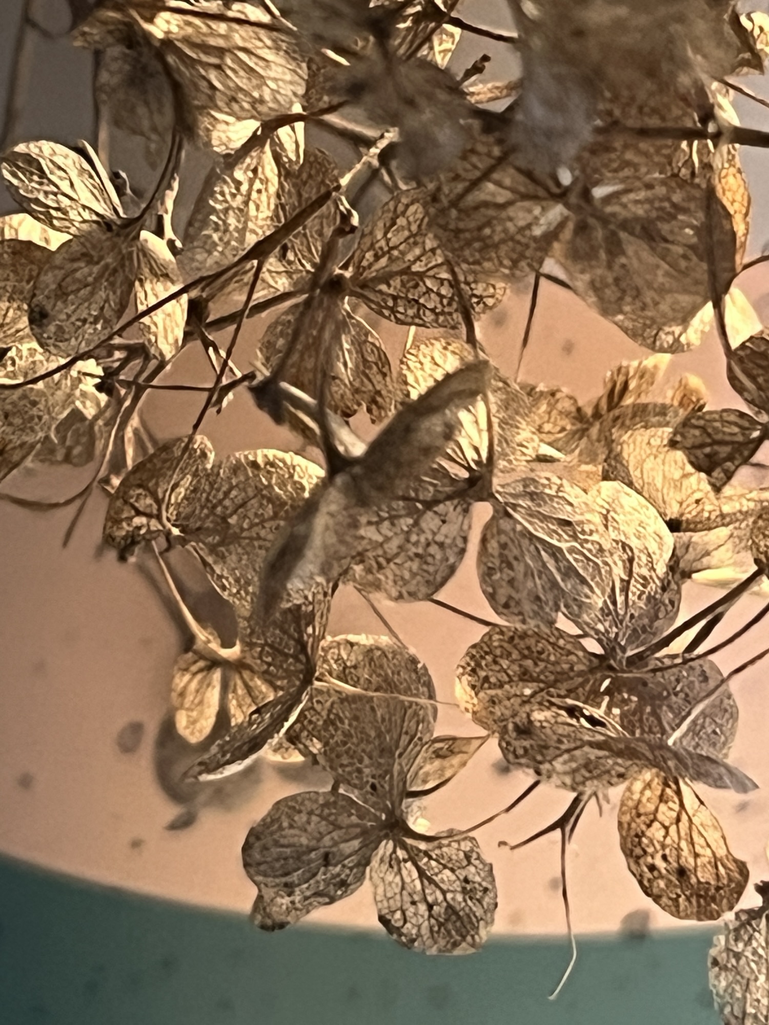 Macro Monday – Dried Moss, Leaves and Roses | Mama Cormier