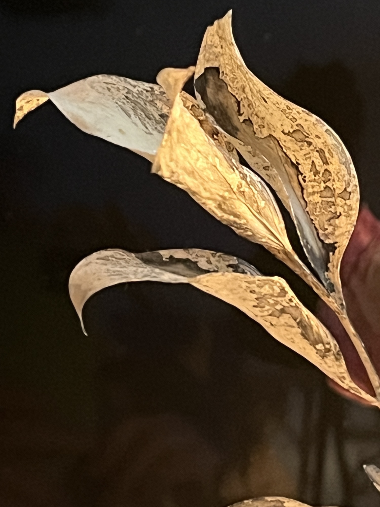 Macro Monday – Dried Moss, Leaves and Roses | Mama Cormier