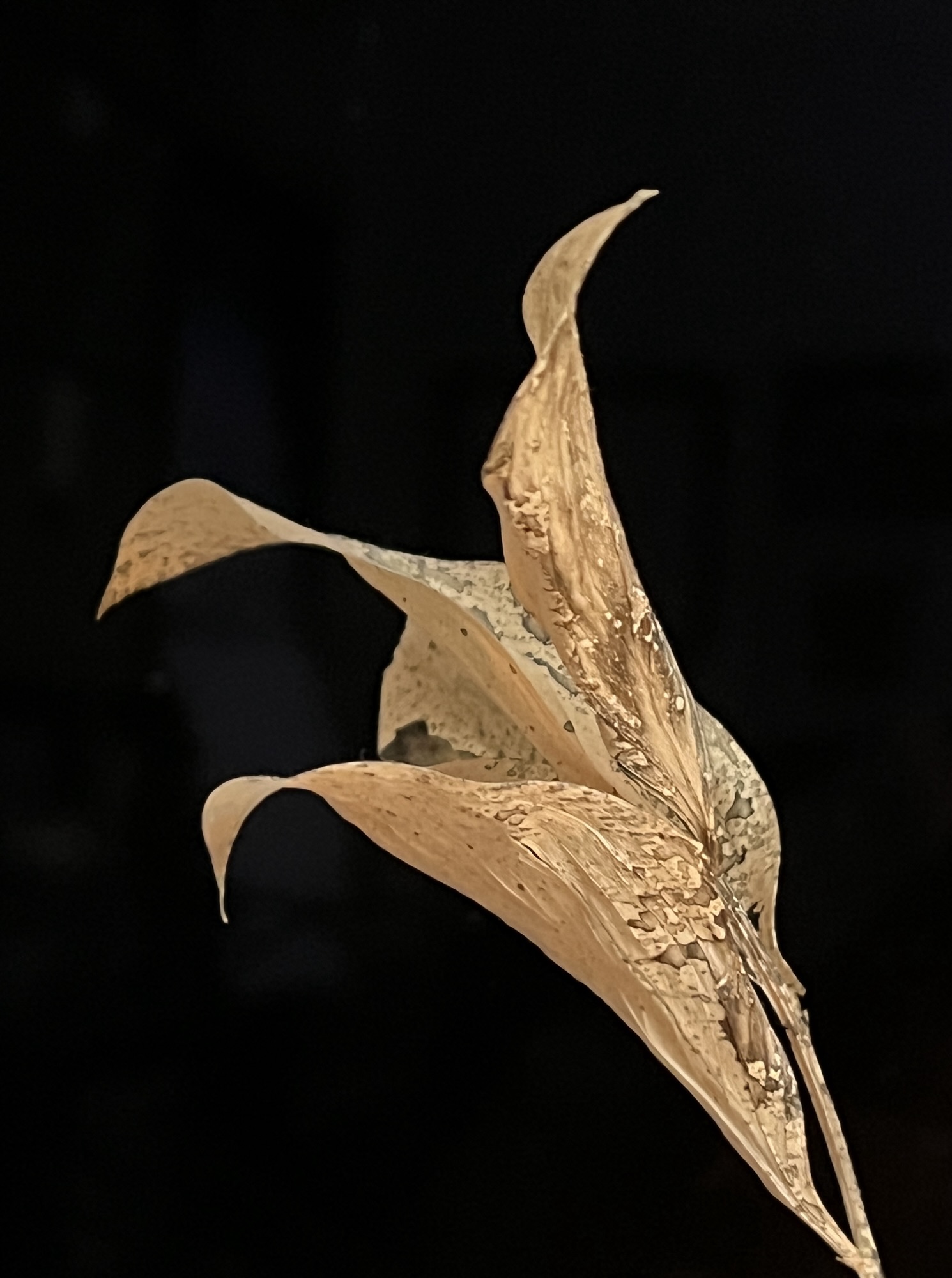 Macro Monday – Dried Moss, Leaves and Roses | Mama Cormier