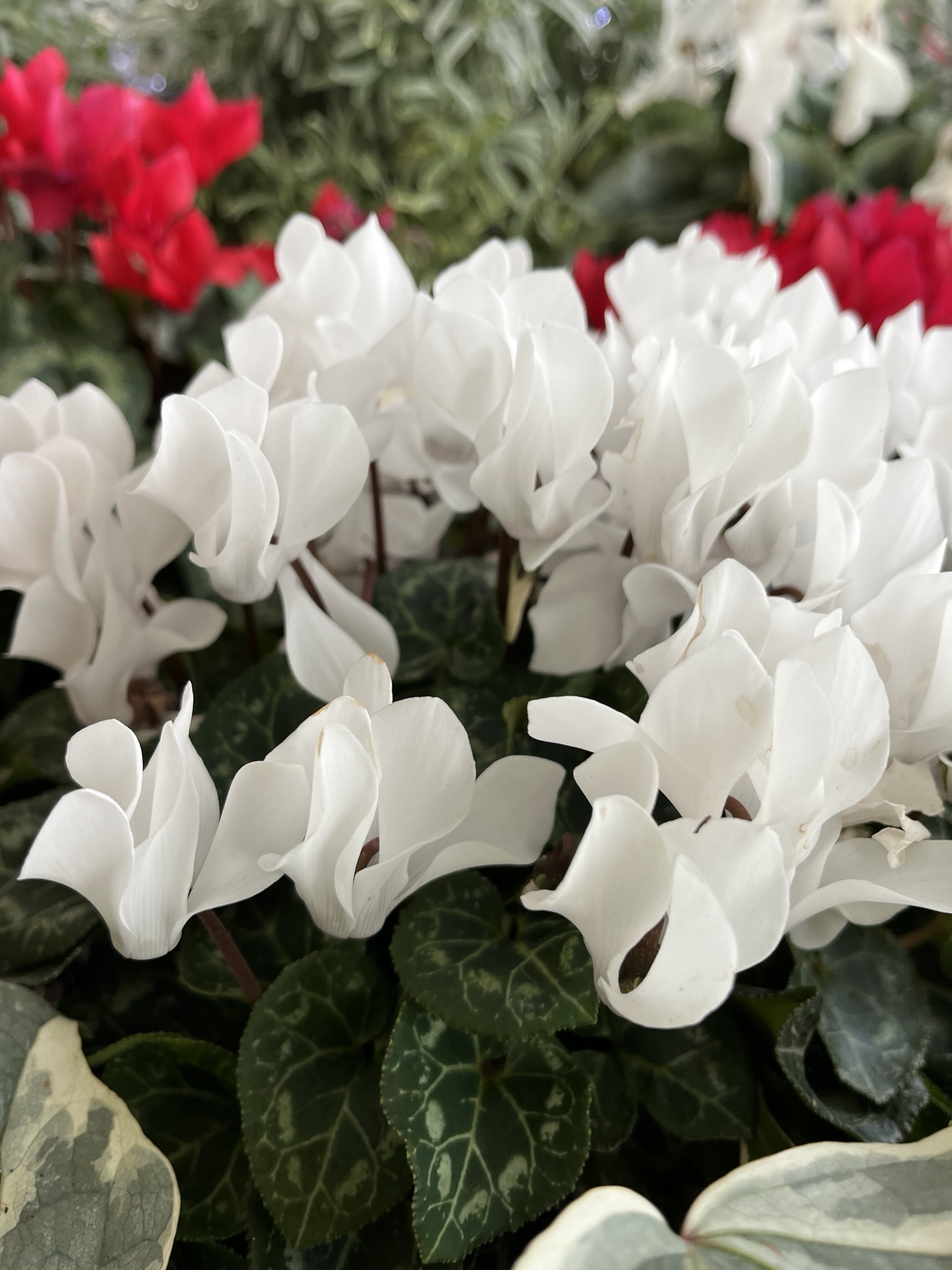 New Flower (February 22, 2025) – White Cyclamen | Mama Cormier