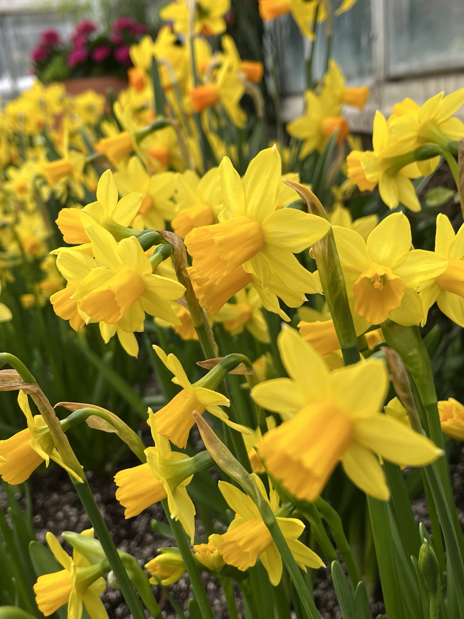 New Flower (February 25, 2025) – Mini Daffodils | Mama Cormier