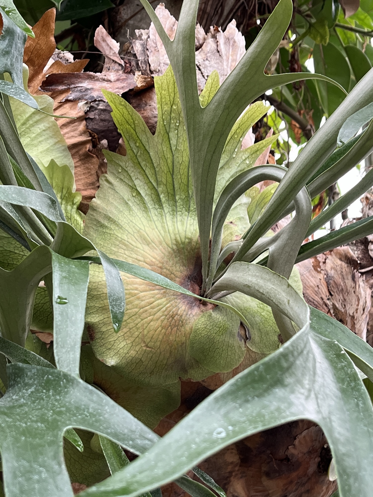 New Flower (March 14, 2025) – Elkhorn Fern | Mama Cormier