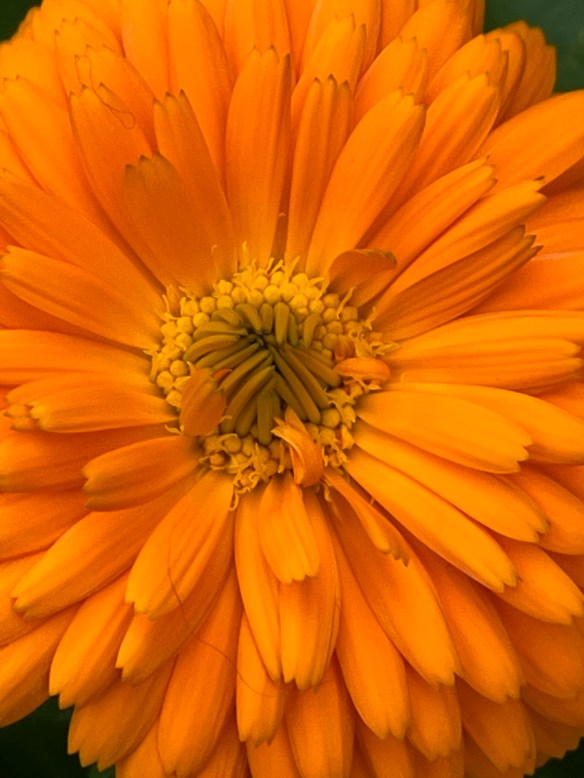 New Flower (March 5, 2025) – Orange Calendula | Mama Cormier