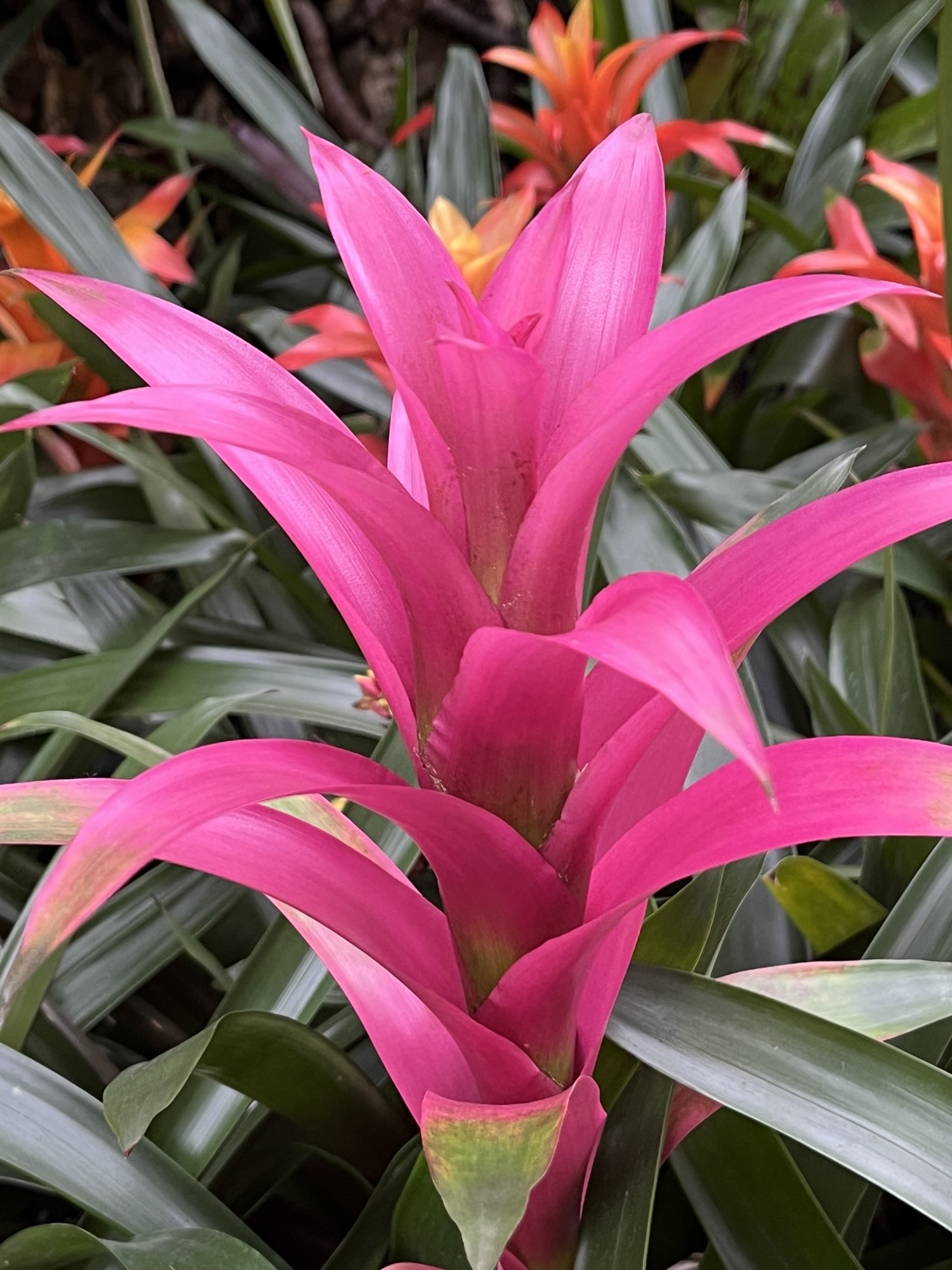 New Flower (March 1, 2025) – Pink Bromeliad | Mama Cormier