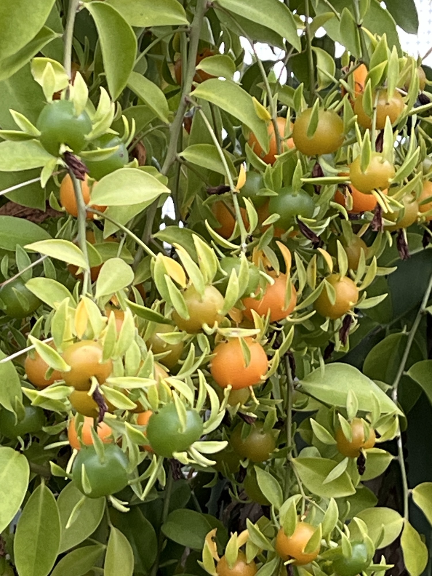 New Flower (March 24, 25) – Clementine Tree | Mama Cormier