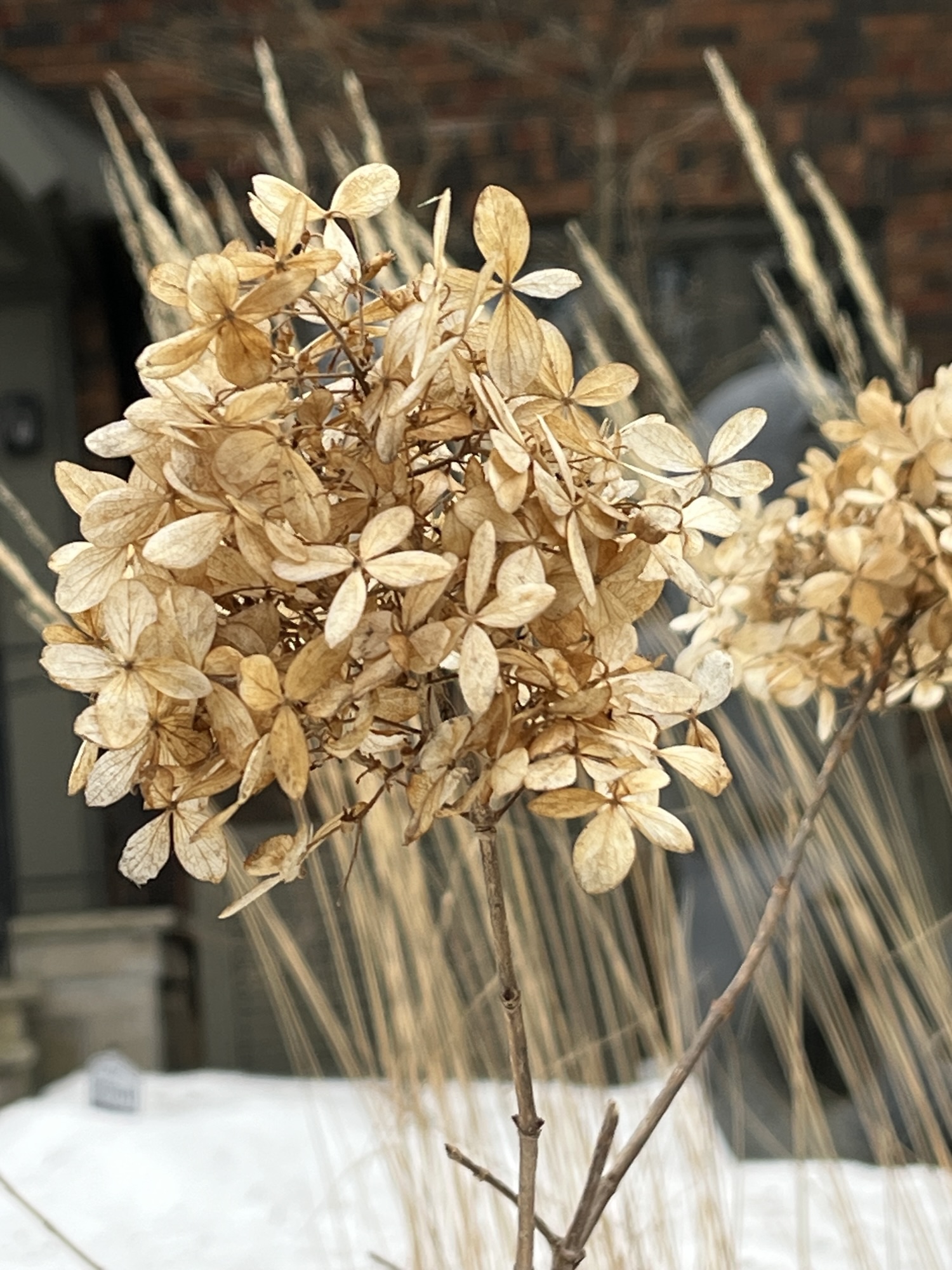 New Flower (March 12, 2025) – Winter Hydrangea | Mama Cormier
