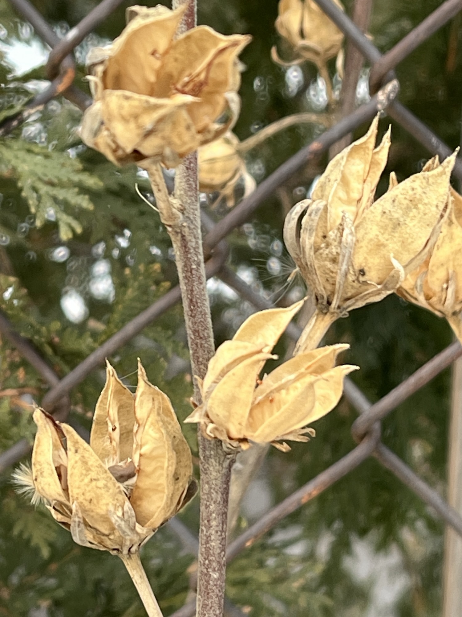 Macro Monday – March 3, 2025 | Mama Cormier