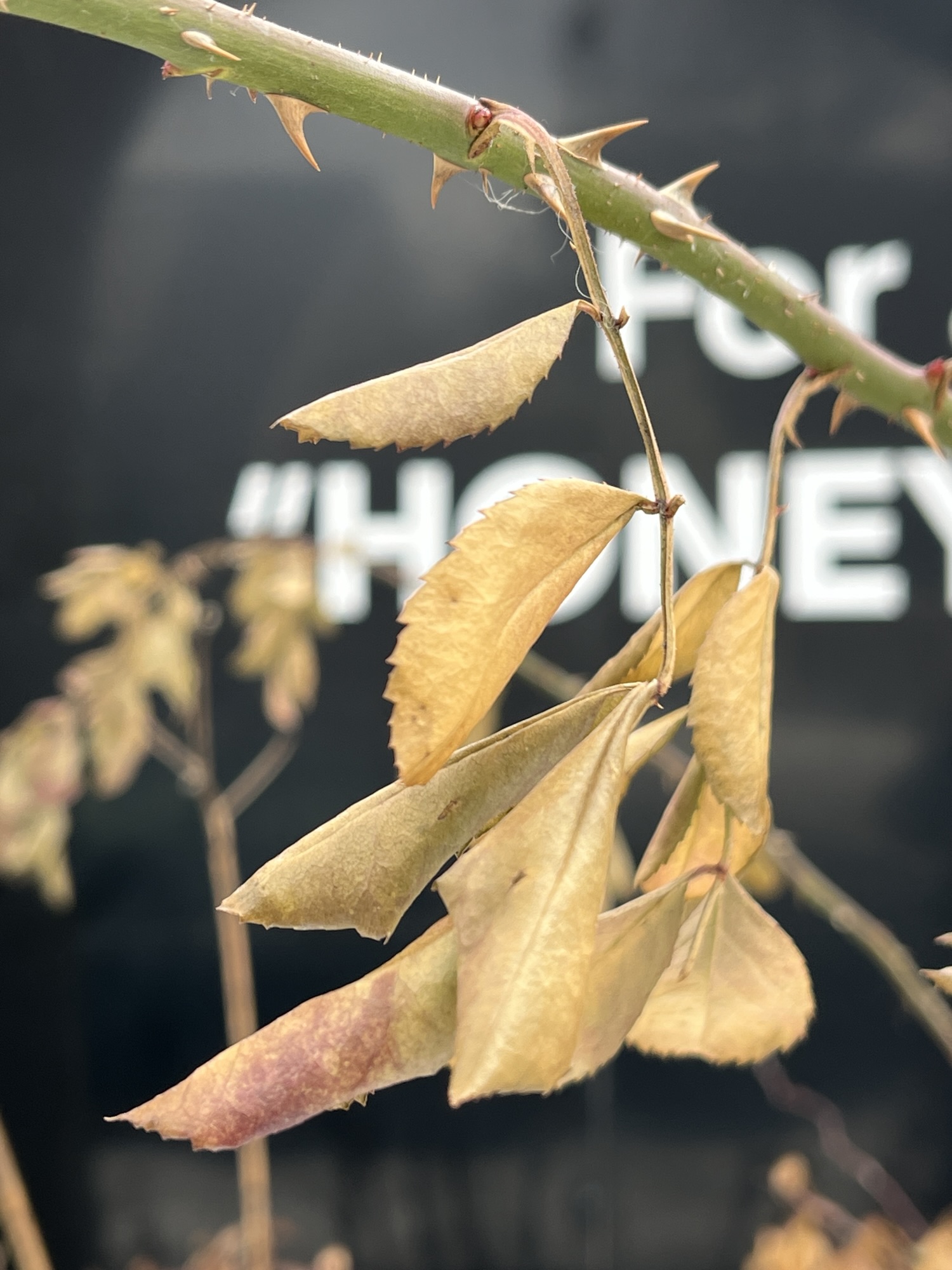 Macro Monday – March 3, 2025 | Mama Cormier