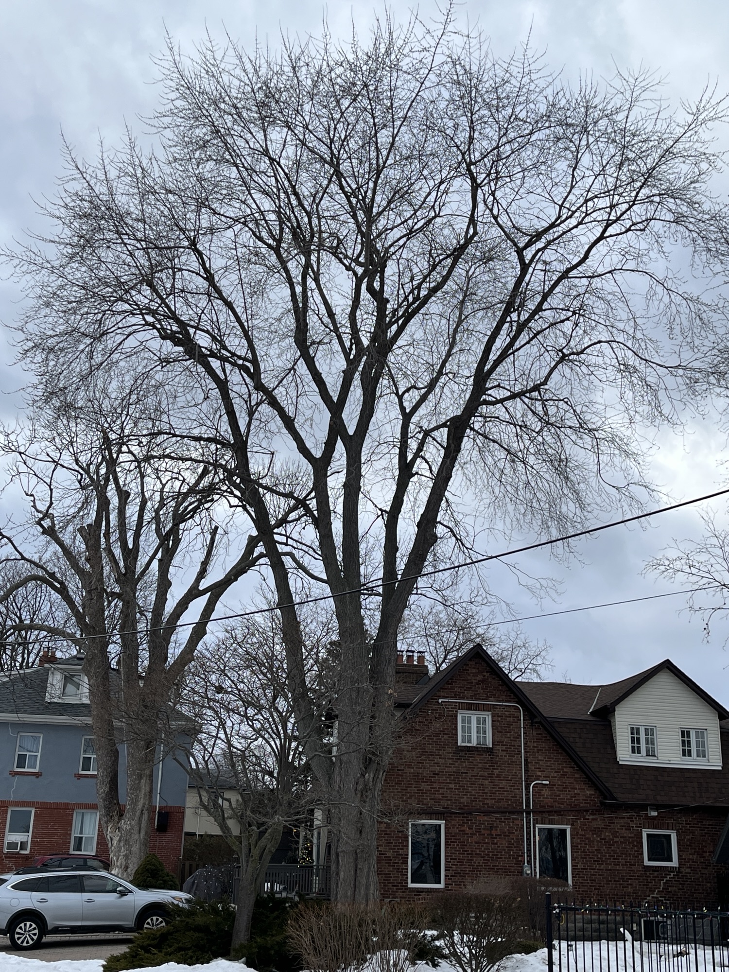 Sunday Trees – March 2, 2025 | Mama Cormier