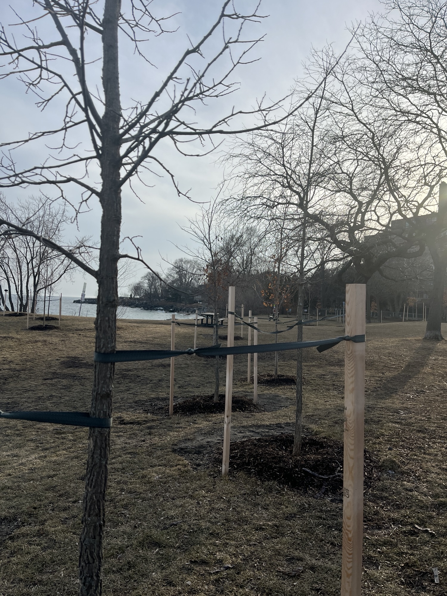Sunday Trees – New Trees to Replace the Old Ones | Mama Cormier