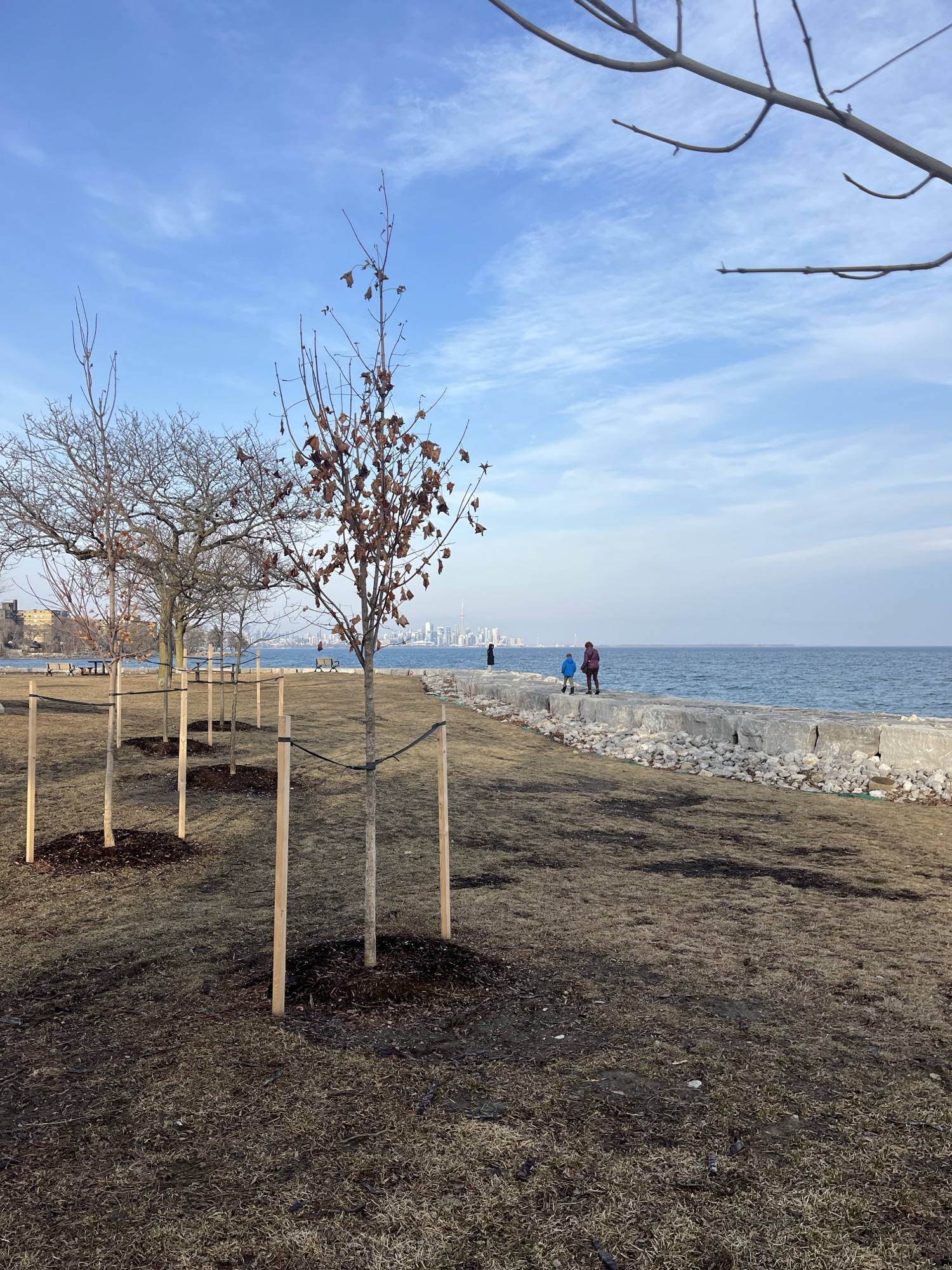 Sunday Trees – New Trees to Replace the Old Ones | Mama Cormier