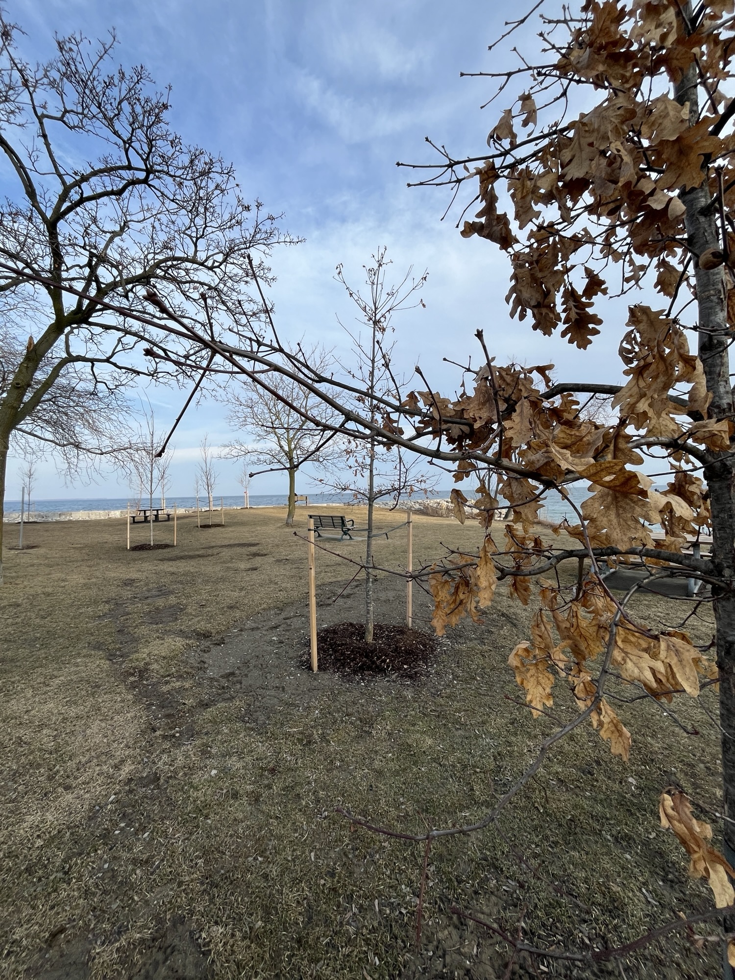 Sunday Trees – New Trees to Replace the Old Ones | Mama Cormier
