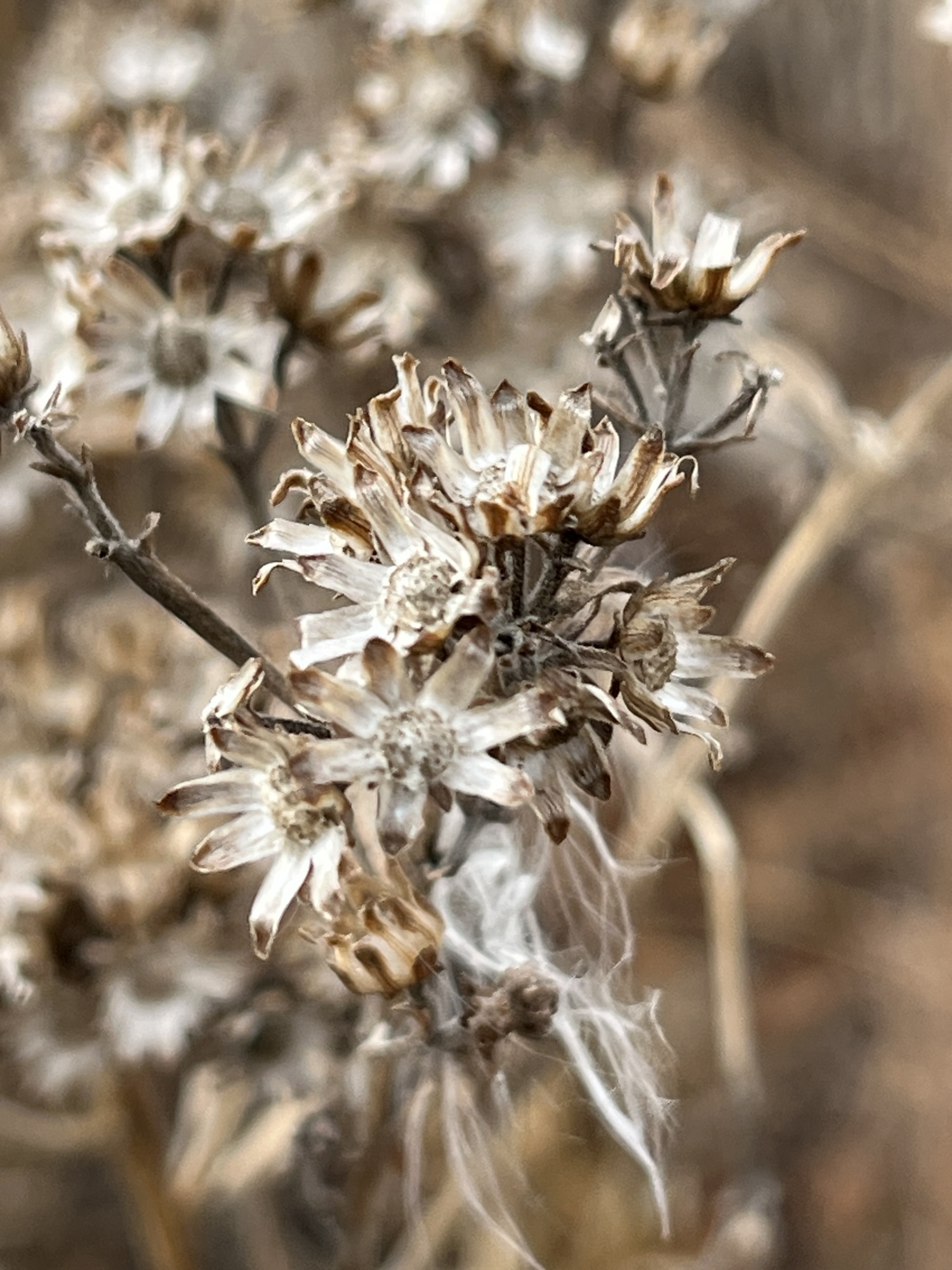 Macro Monday – March 25, 2025 | Mama Cormier