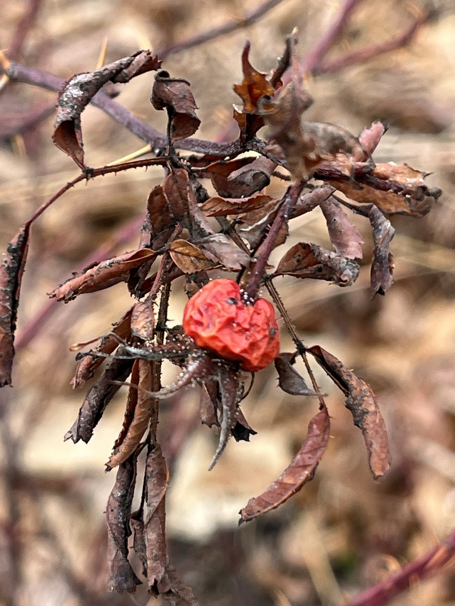 Macro Monday – March 25, 2025 | Mama Cormier