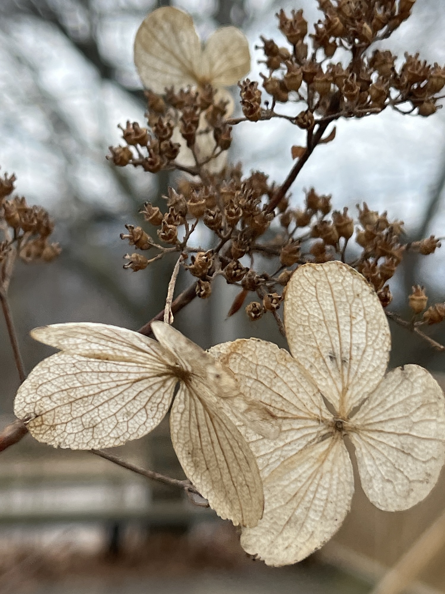 New Flower (March 22, 2025) – Hydrangea Paniculata Flower | Mama Cormier