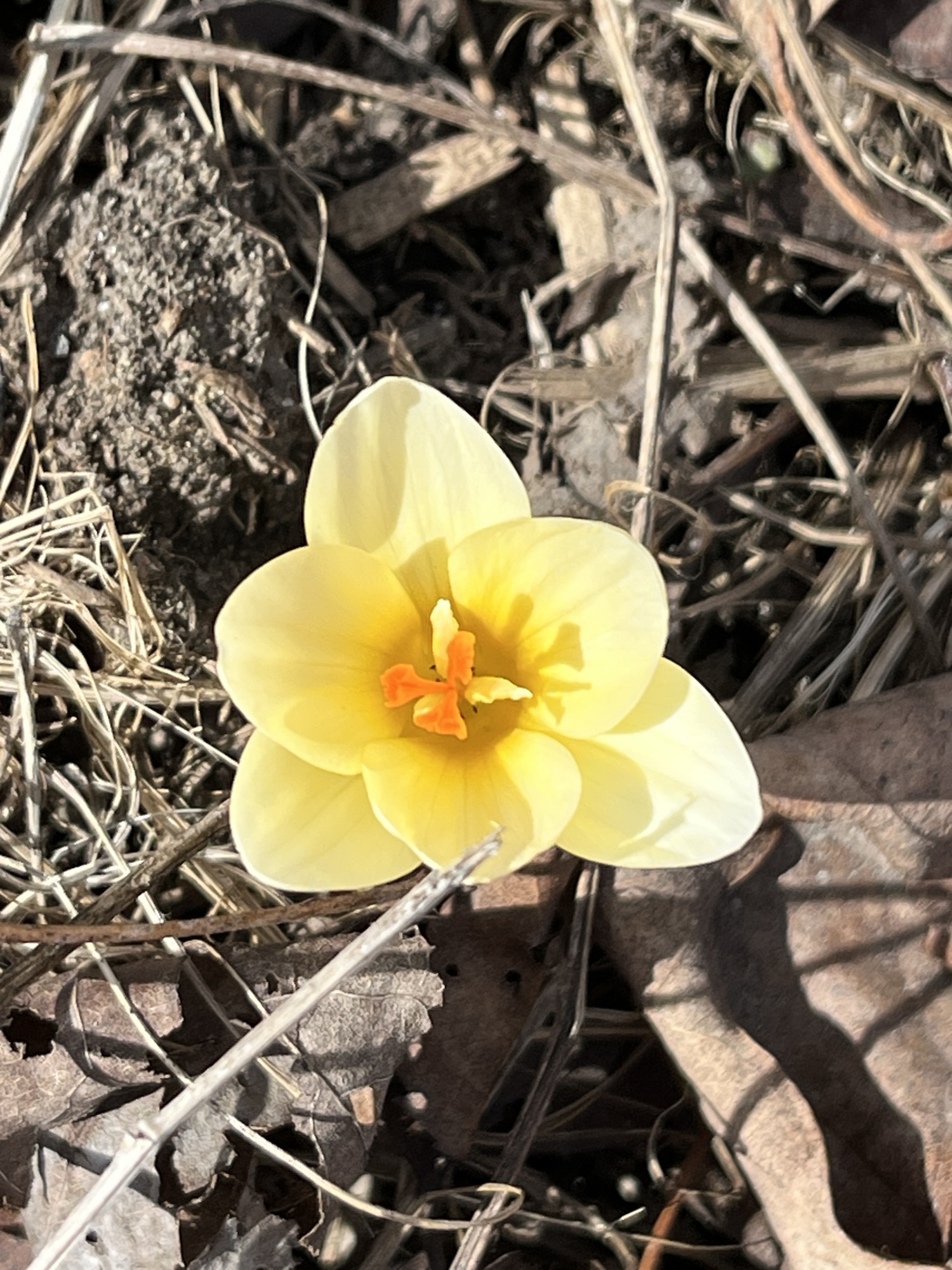 New Flower ( March 27, 2025) – Yellow Crocus | Mama Cormier