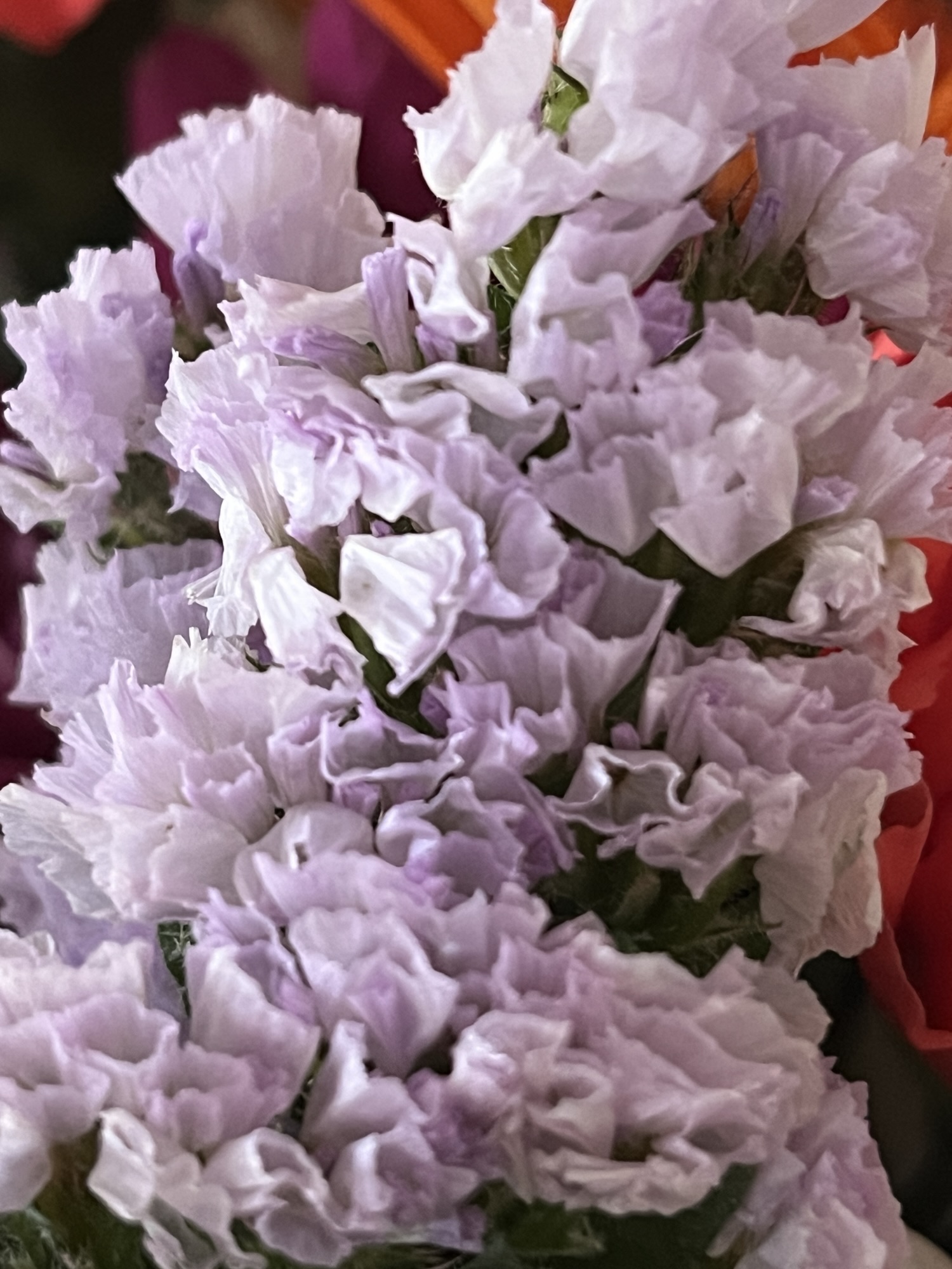 New Flower (April 3, 2025) – Purple Status | Mama Cormier