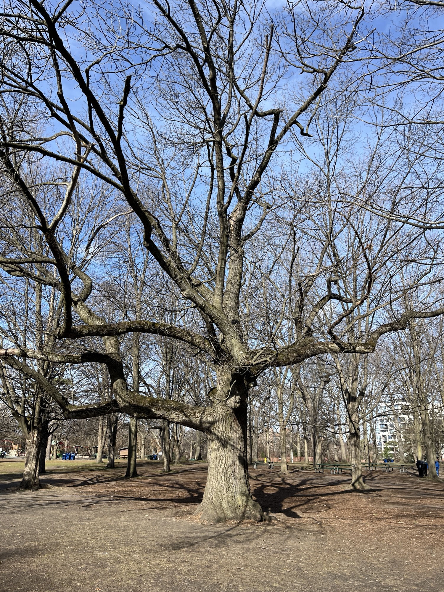 Sunday Trees – April 6, 2025 | Mama Cormier