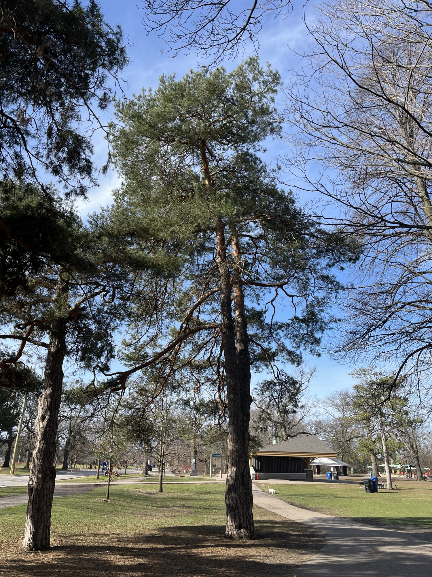 Sunday Trees – April 13, 2025 | Mama Cormier