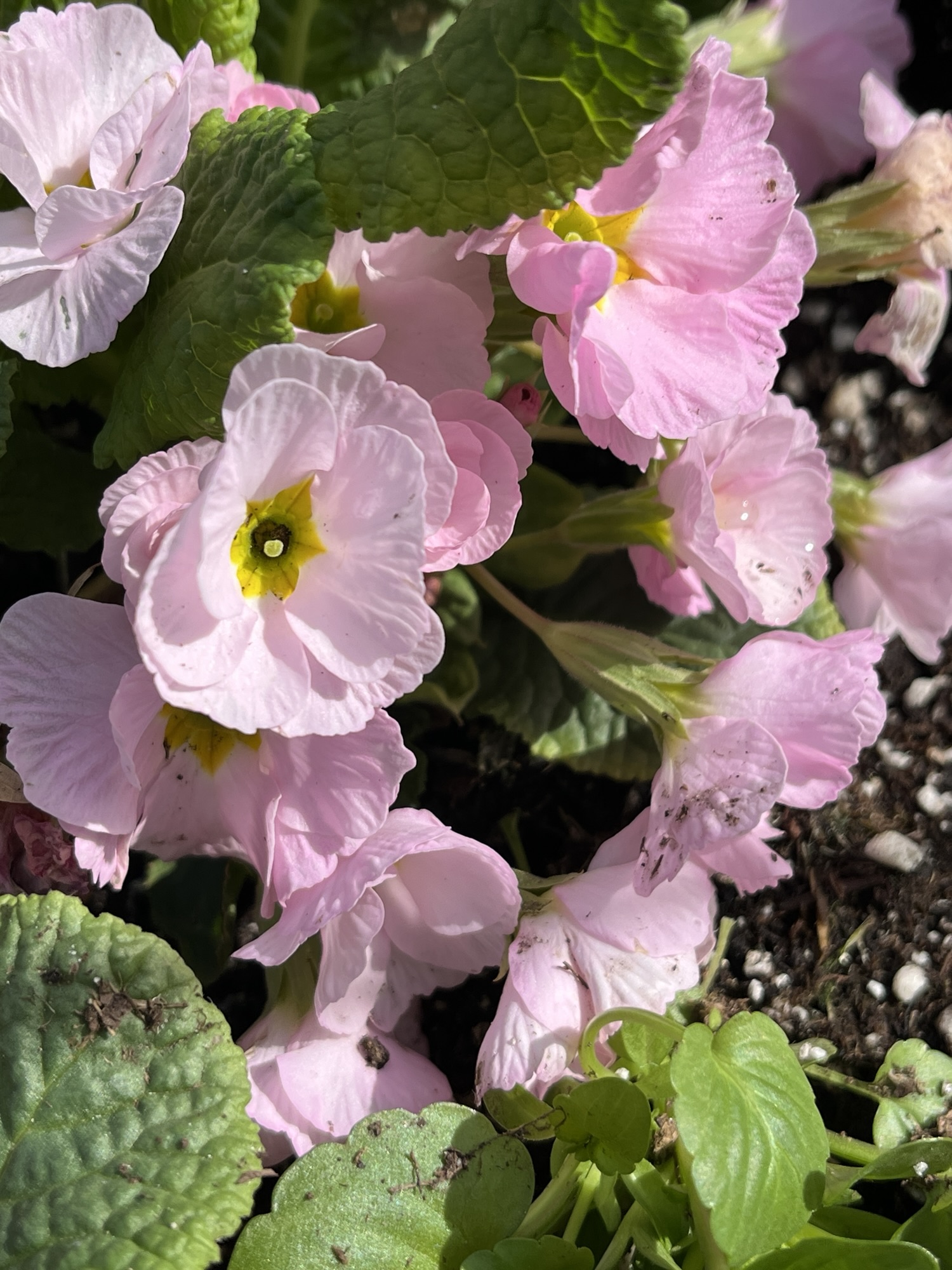 New Flower (April 10, 2025) – Pale Pink Primrose | Mama Cormier