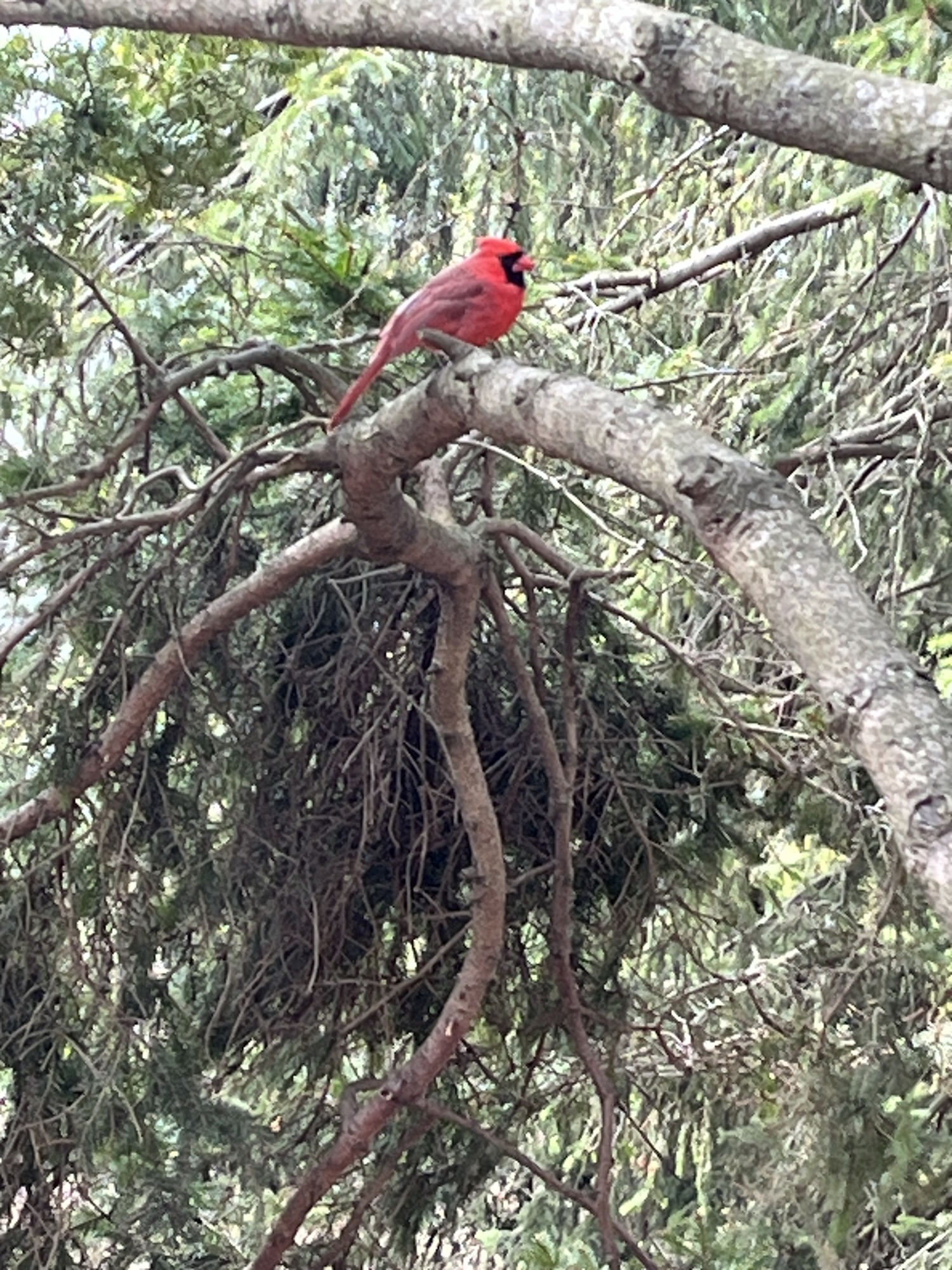 Flashes of Red | Mama Cormier