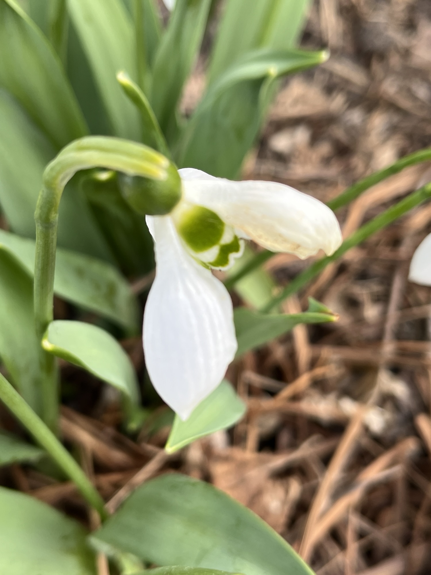 New Flower (April 21, 2025) – Giant Snowdrop | Mama Cormier