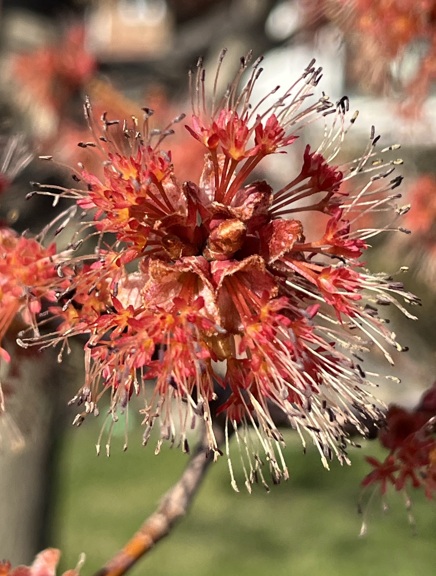 New Flower (April 28, 2025) – Flowering Red Maple | Mama Cormier