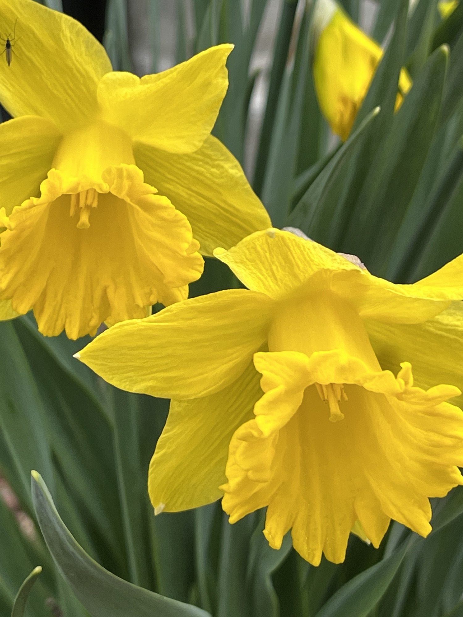 New Flowers (April 24, 2025) – My First Daffodils | Mama Cormier