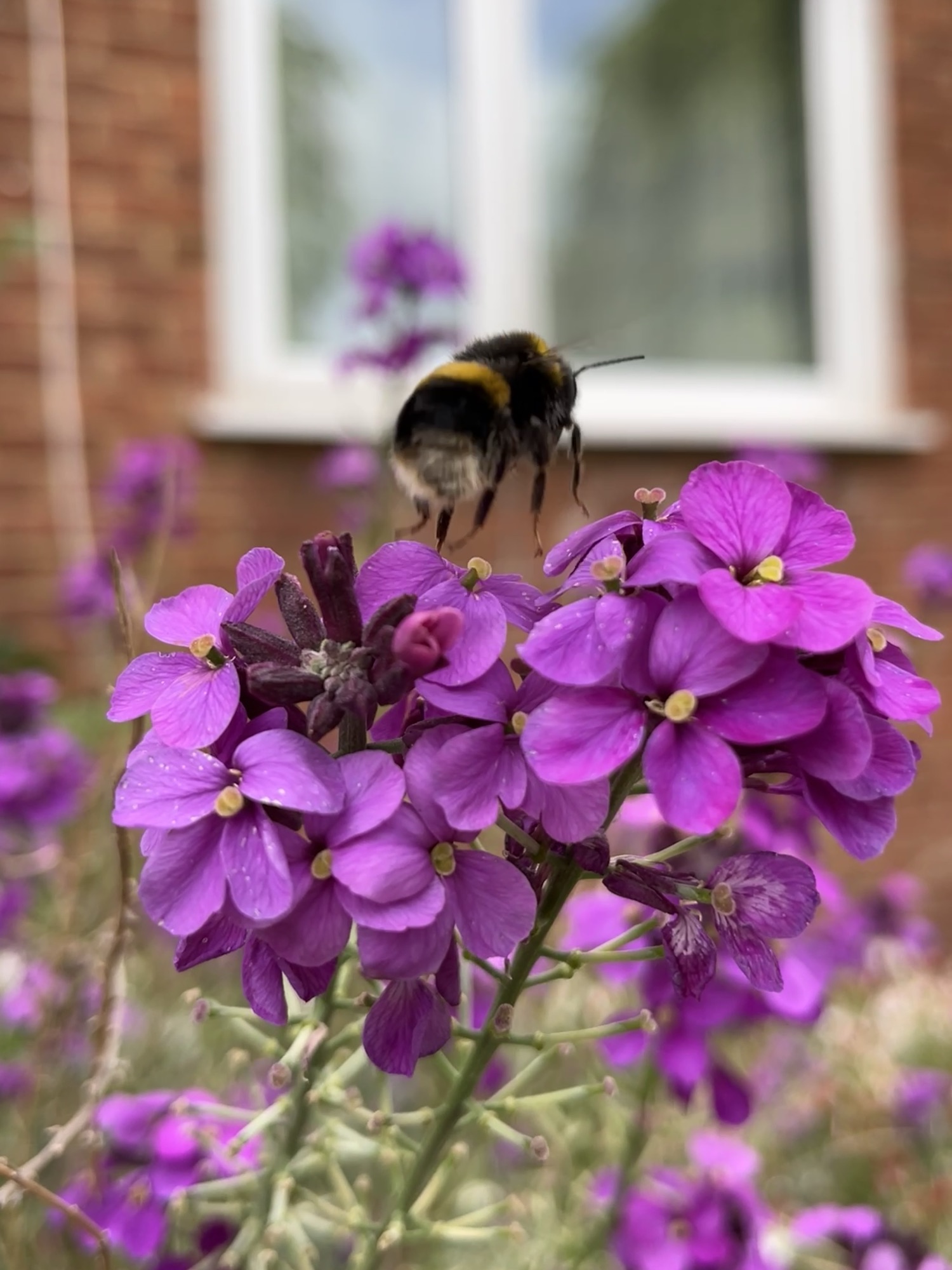 New Flower (May 25, 2025) – Purple Flox | Mama Cormier