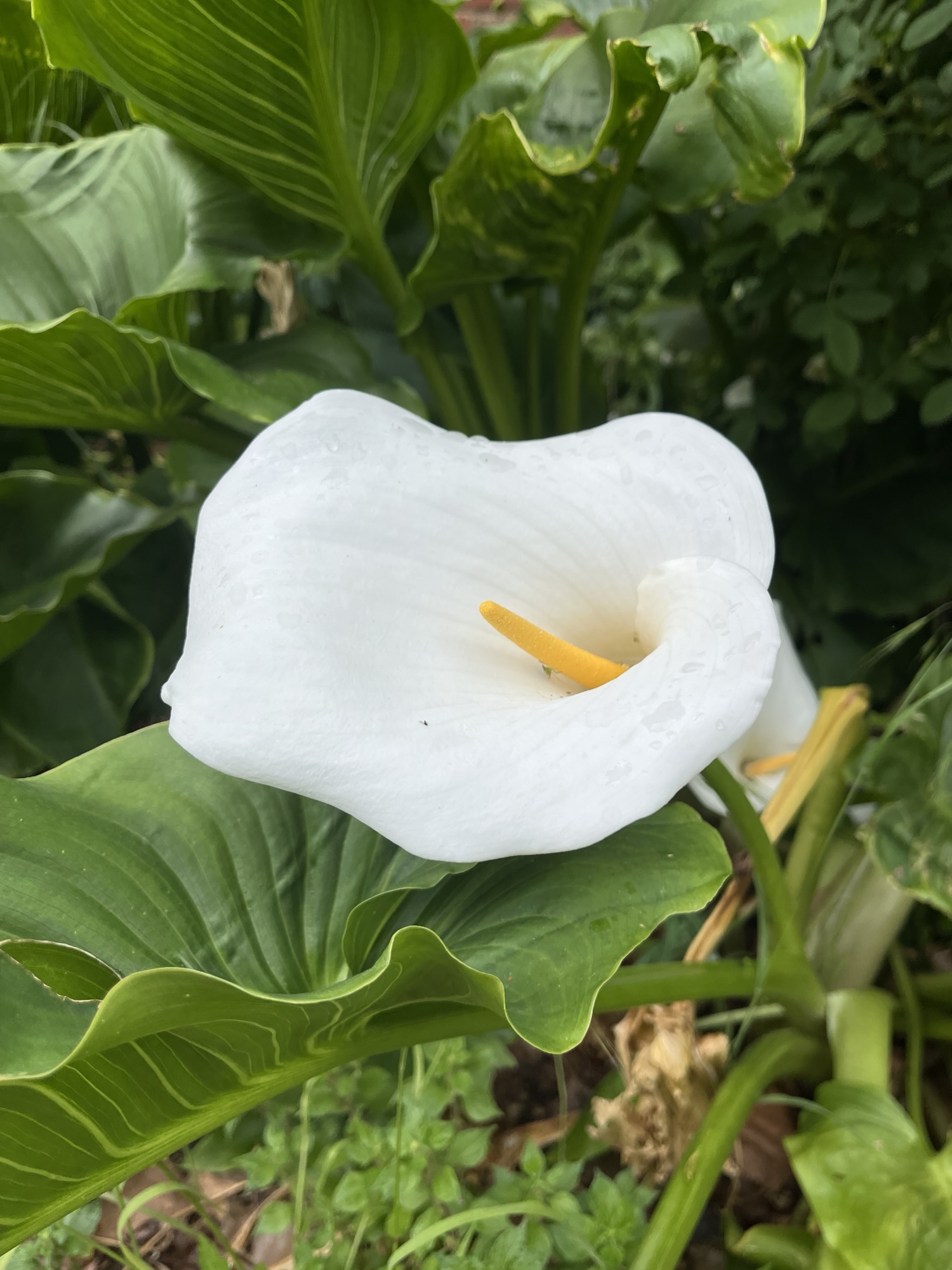 New Flower (May 29, 2025) – Calla Lily | Mama Cormier