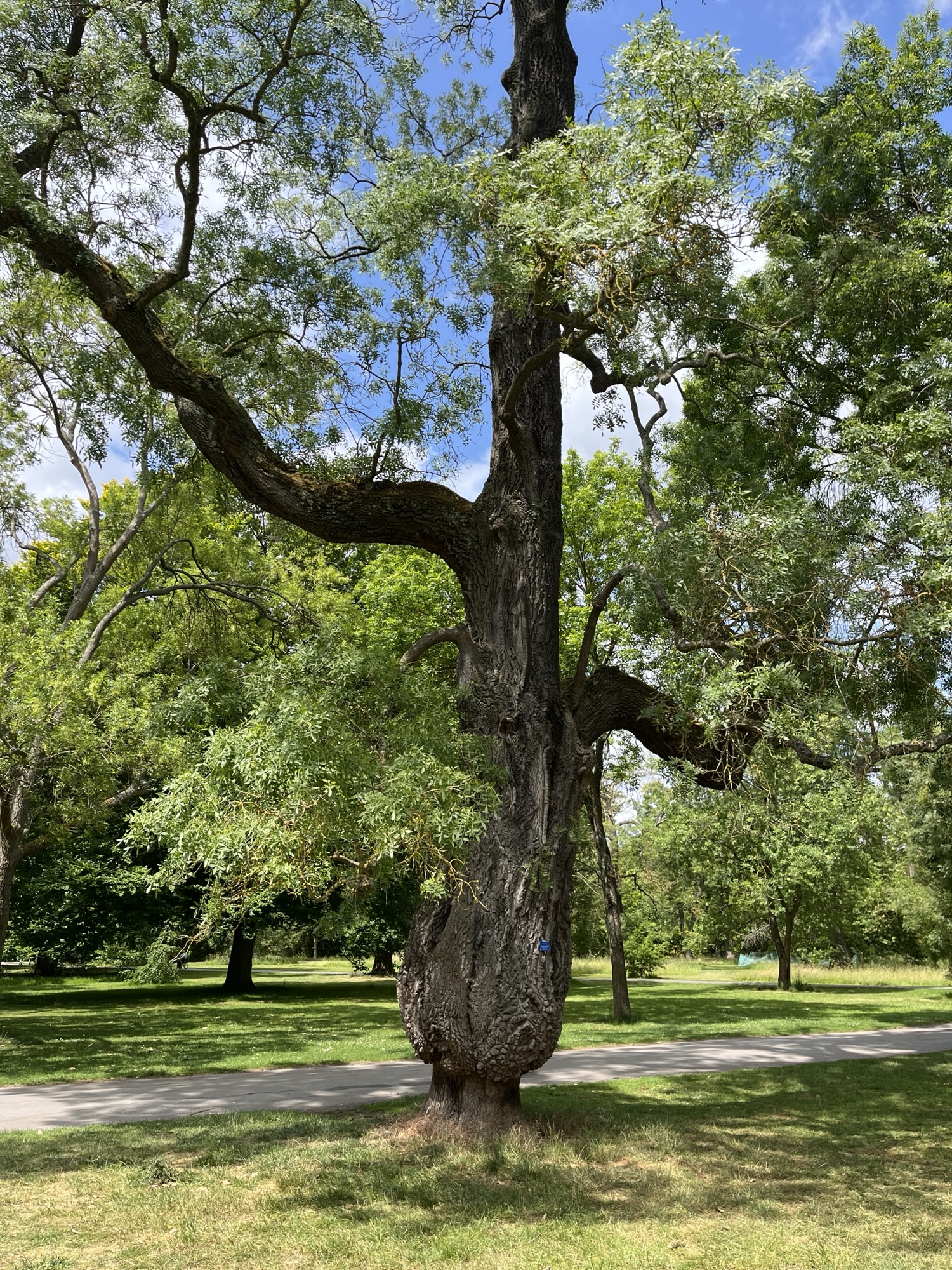 Sunday Trees – June 1, 2025 | Mama Cormier