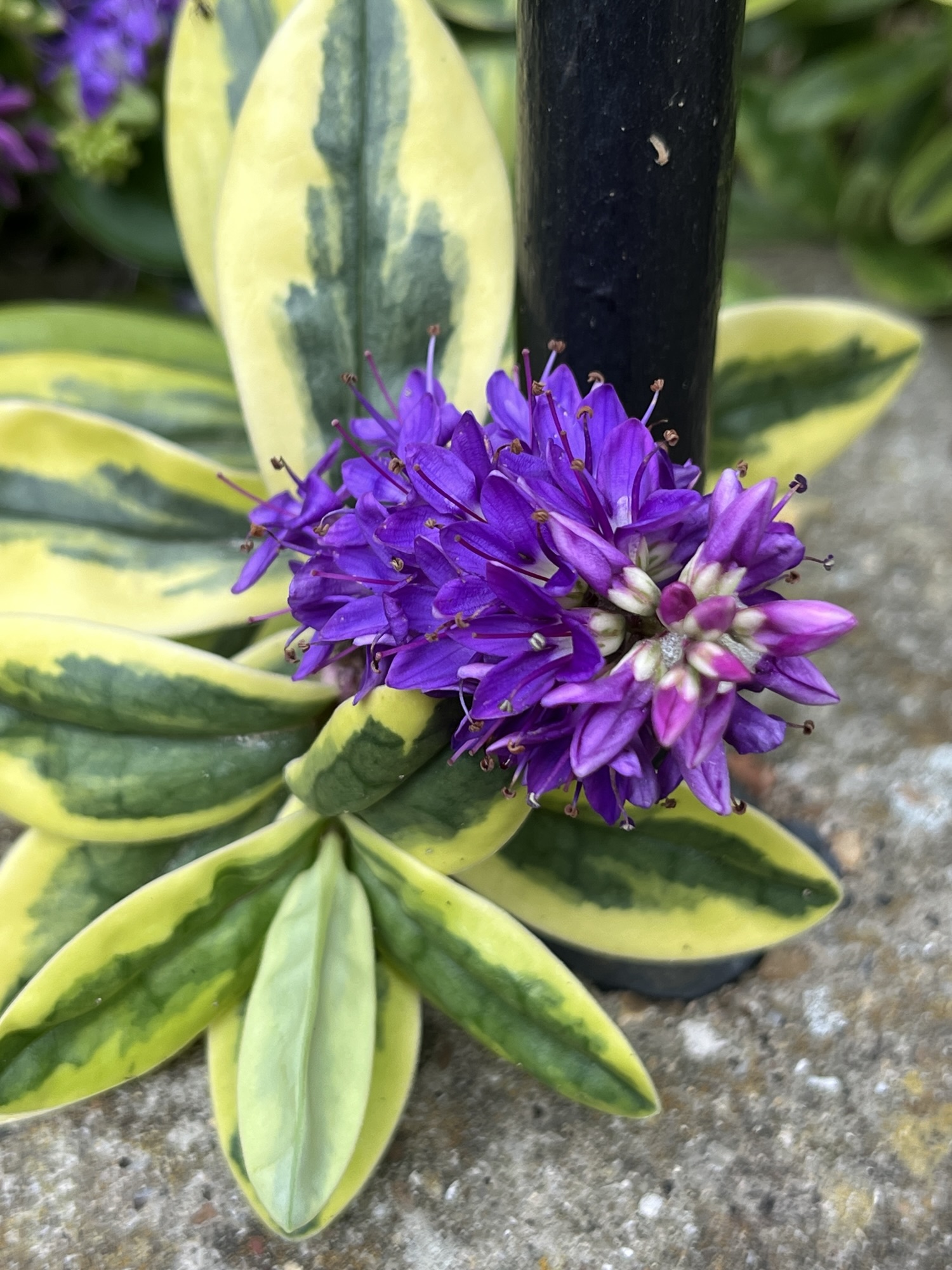 New Flower (July 4, 2025) – Purple Hedge Veronica | Mama Cormier