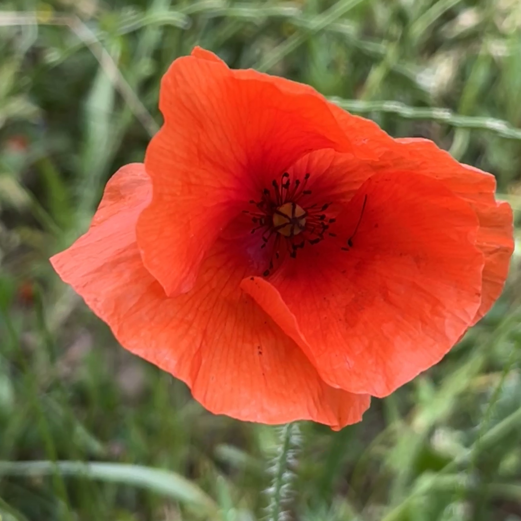 Simply Red Poppy | Mama Cormier