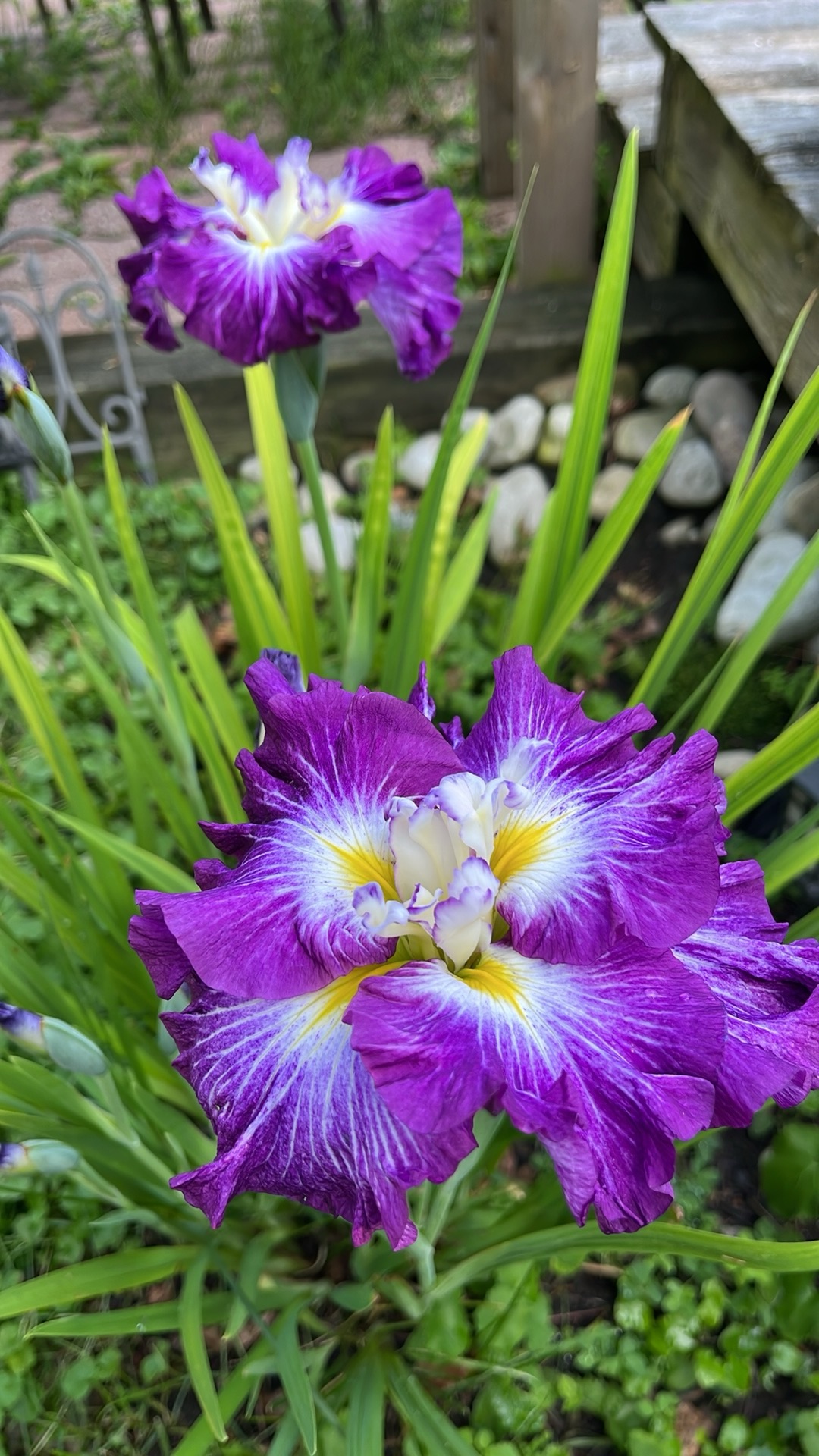 New Flower (July 31, 2025) – Japanese Iris | Mama Cormier