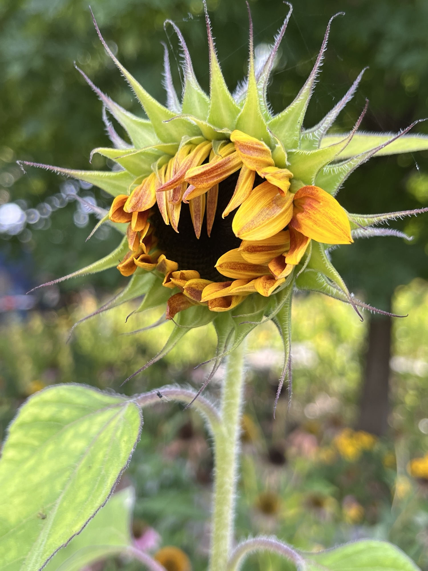 New Flower (September 18, 2025) – Sunflower Bud | Mama Cormier