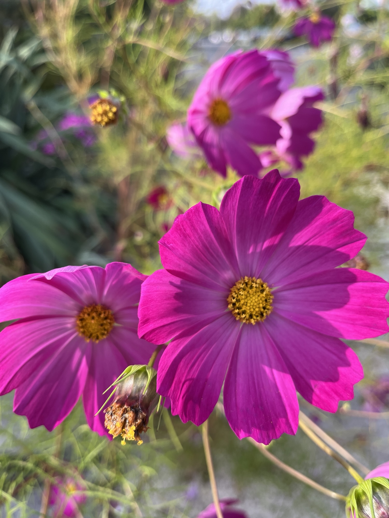 New Flower (September 24, 2025) – Pink Cosmos | Mama Cormier