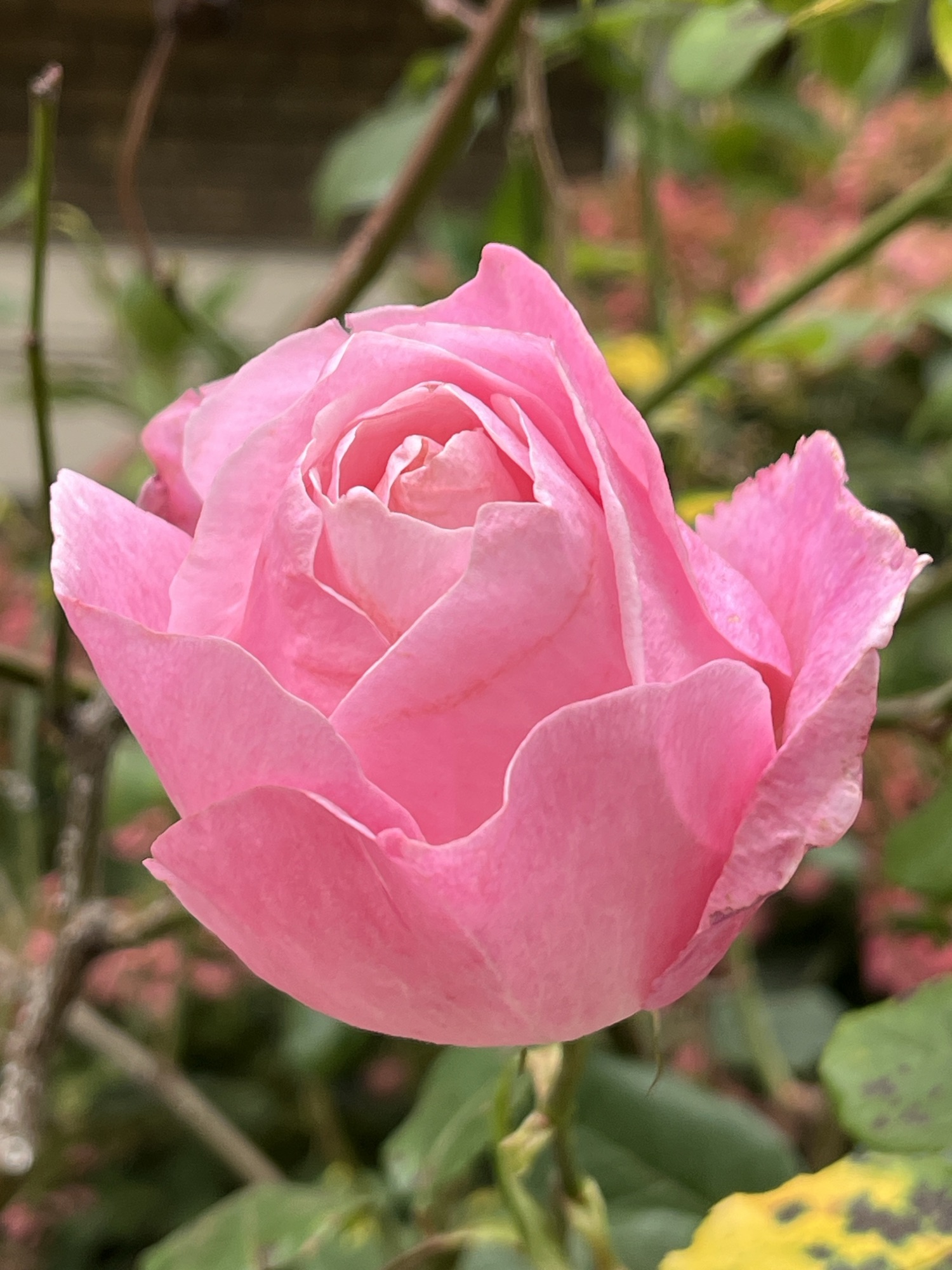 New Flower (October 10, 2025) – Pink Rose | Mama Cormier