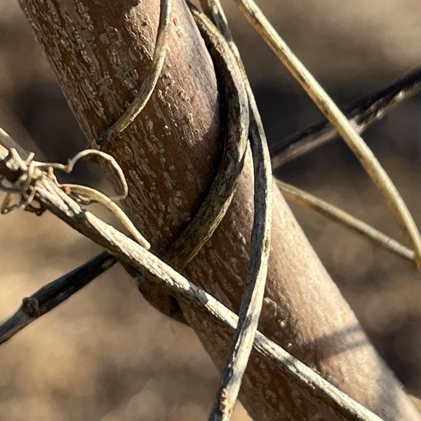 Shadows on the Vine | Mama Cormier