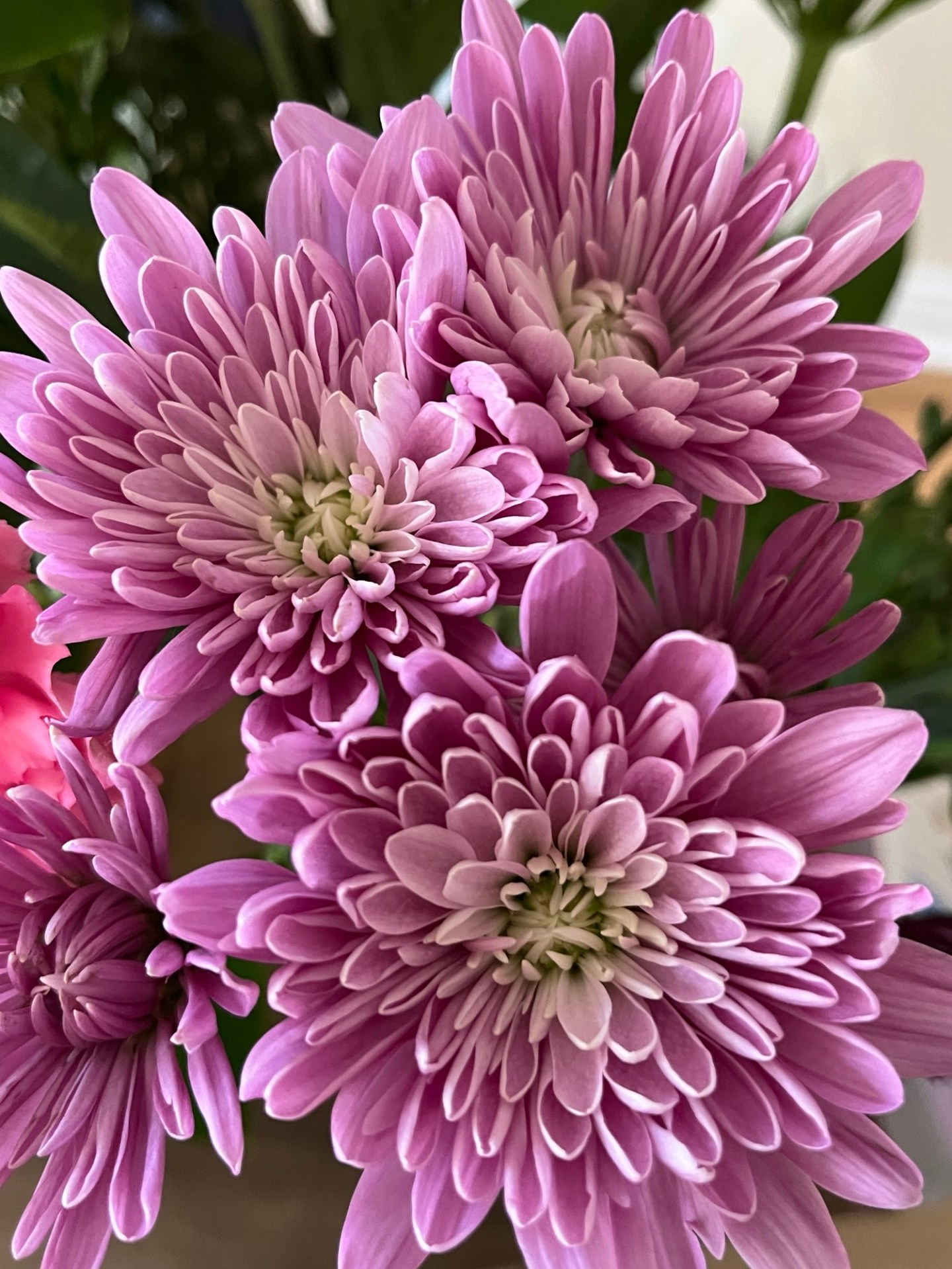 New Flower (December 2, 2025) – Purple Mums | Mama Cormier