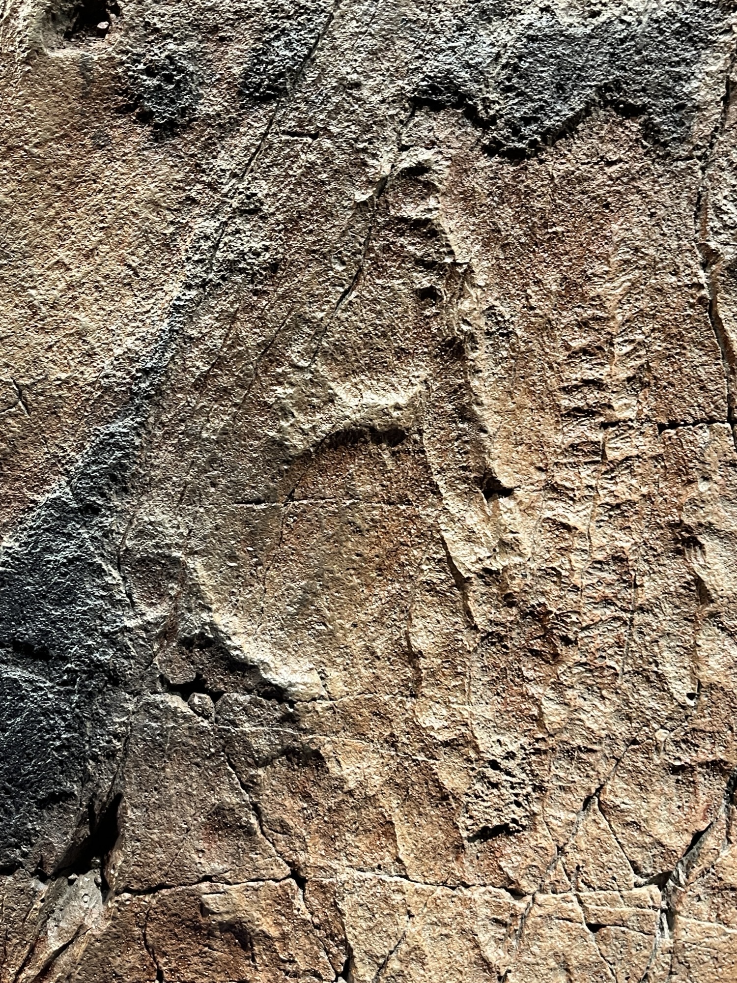Macros and Textures at the ROM | Mama Cormier