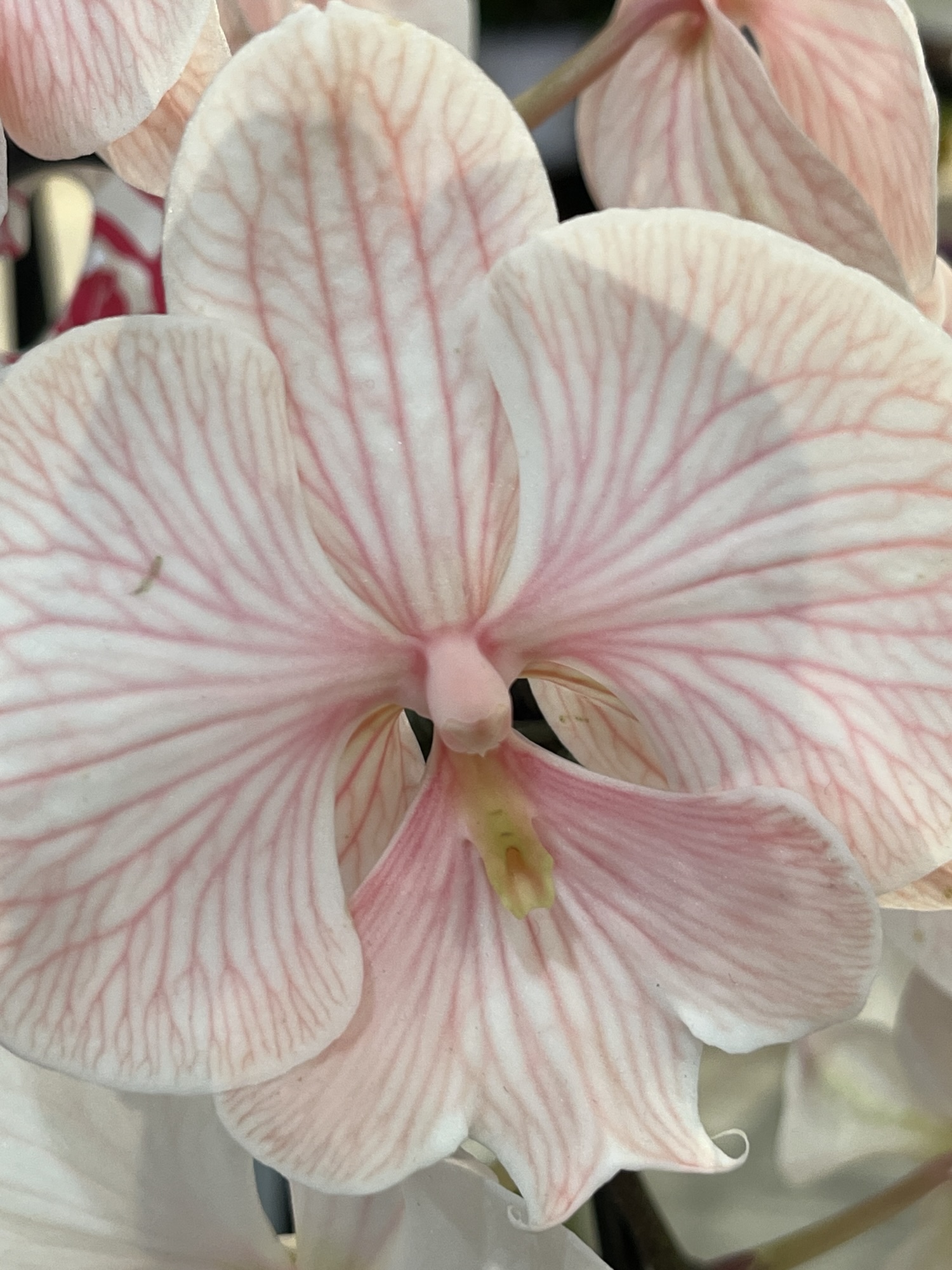 New Flower (April 24, 2026) – Pink & White Striped Orchid | Mama Cormier