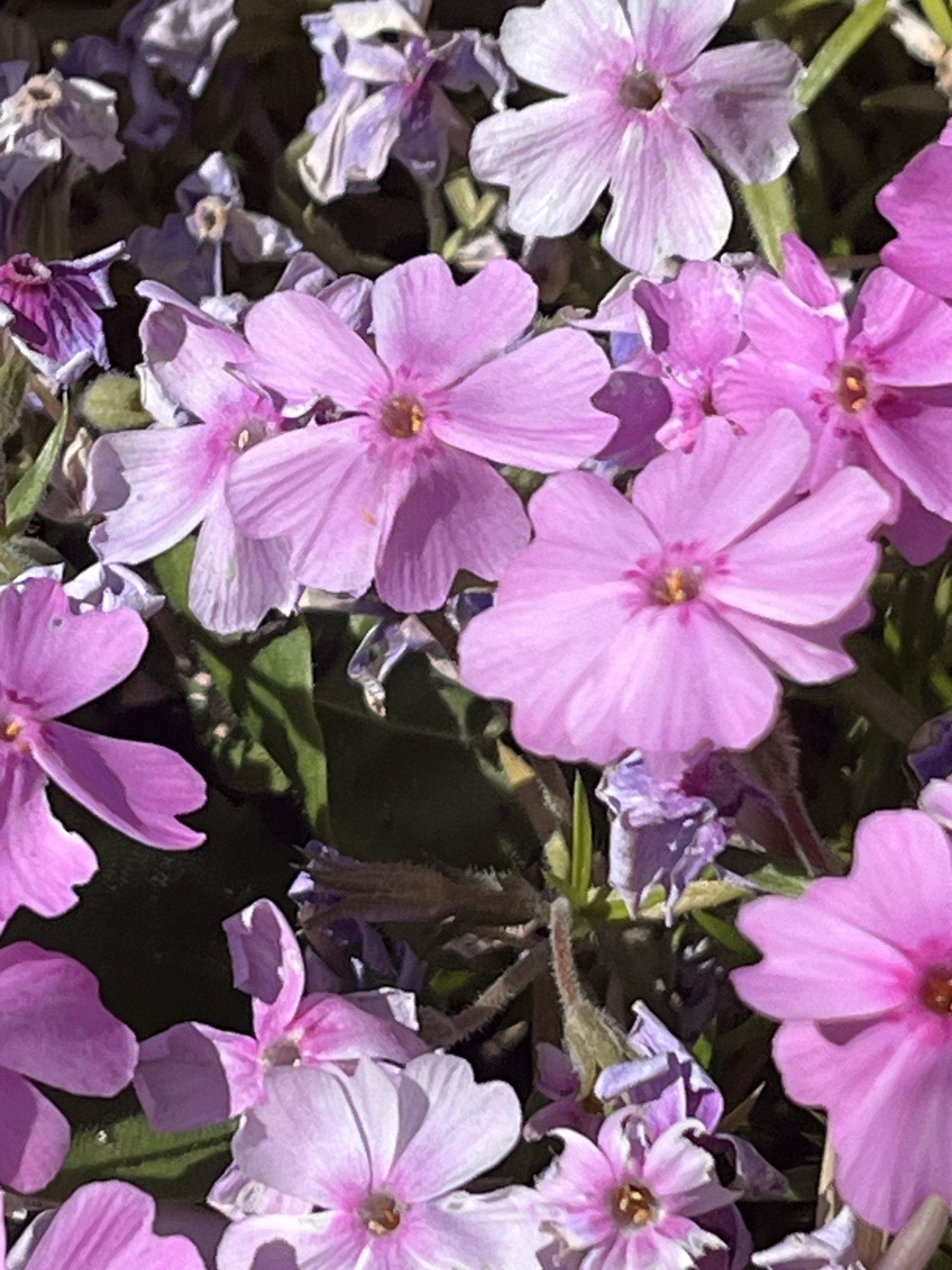 New Flower ( June 2, 2026) – Pink Creeping Phlox | Mama Cormier