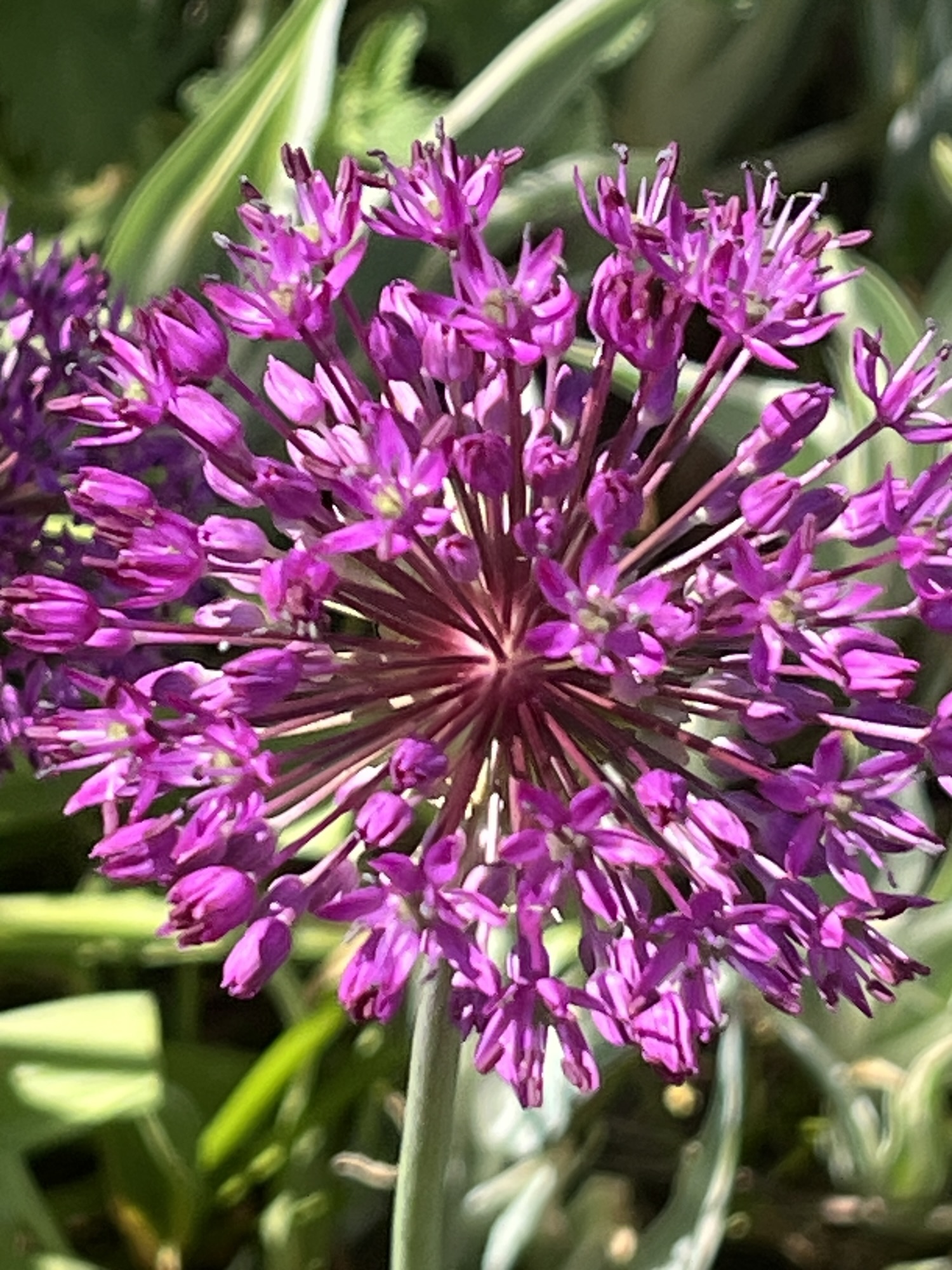 New Flower (June 3, 2026) – Purple Allium | Mama Cormier